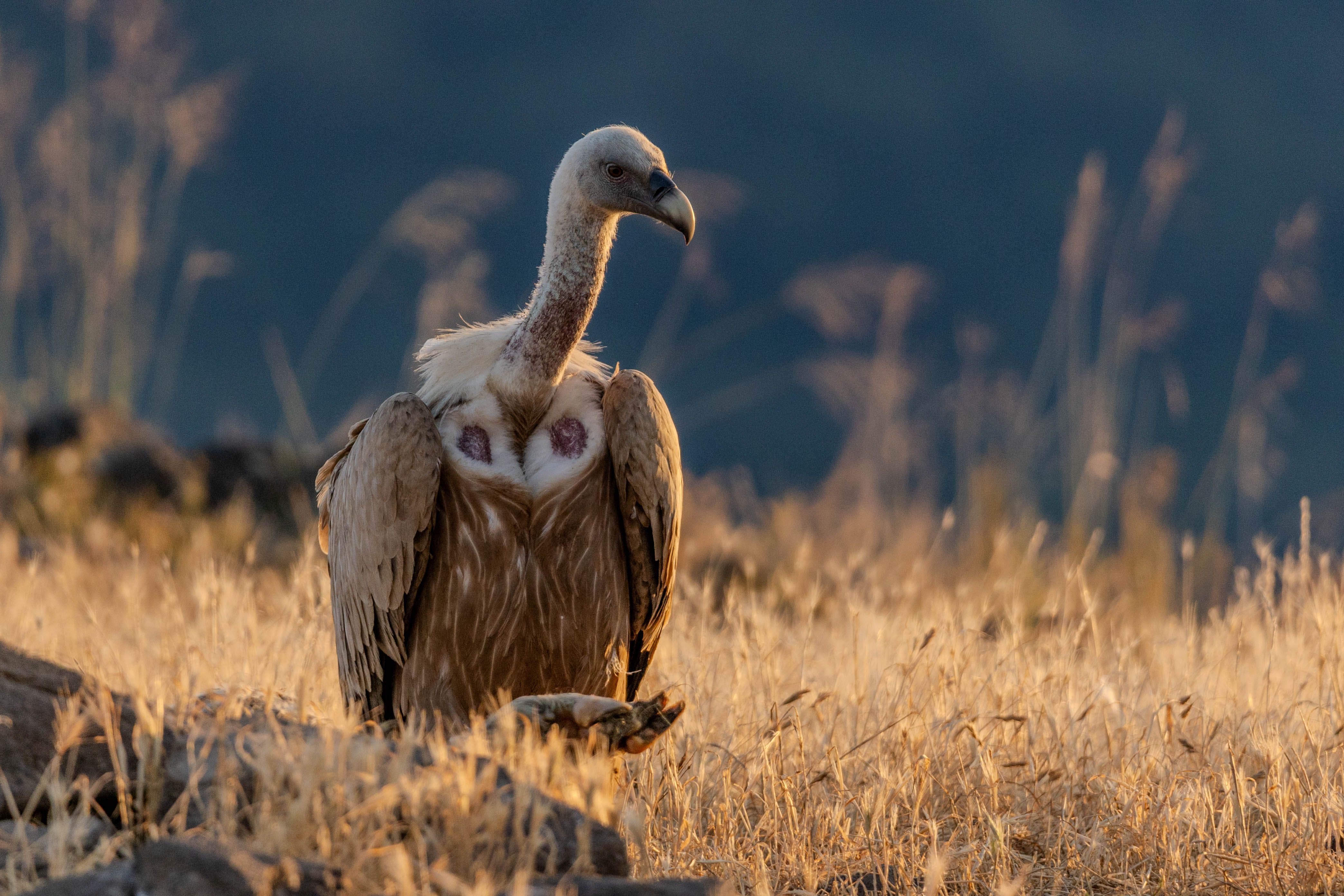 A Vulture in a Field · Free Stock Photo