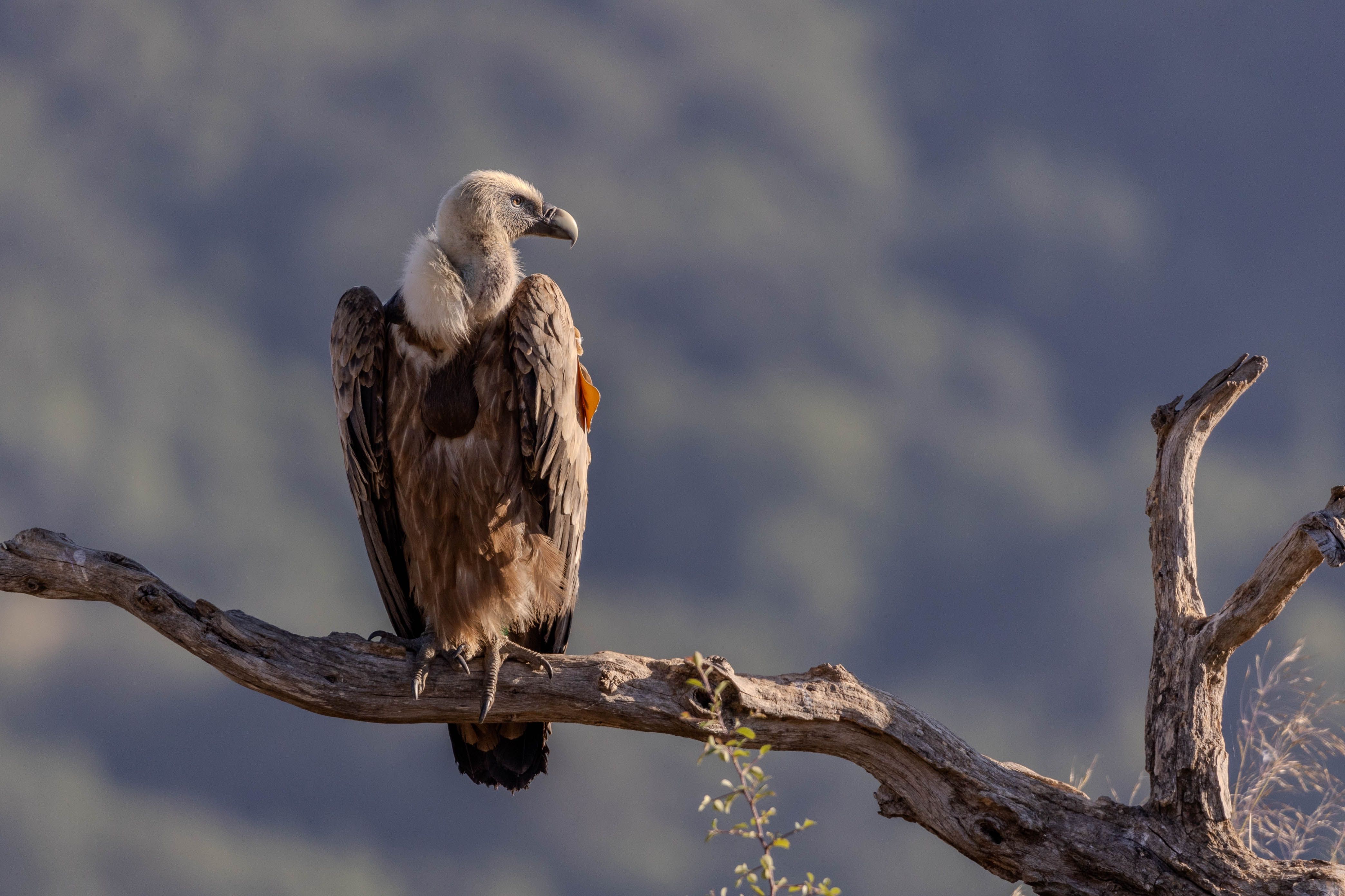 A Vulture Perching on a Branch · Free Stock Photo