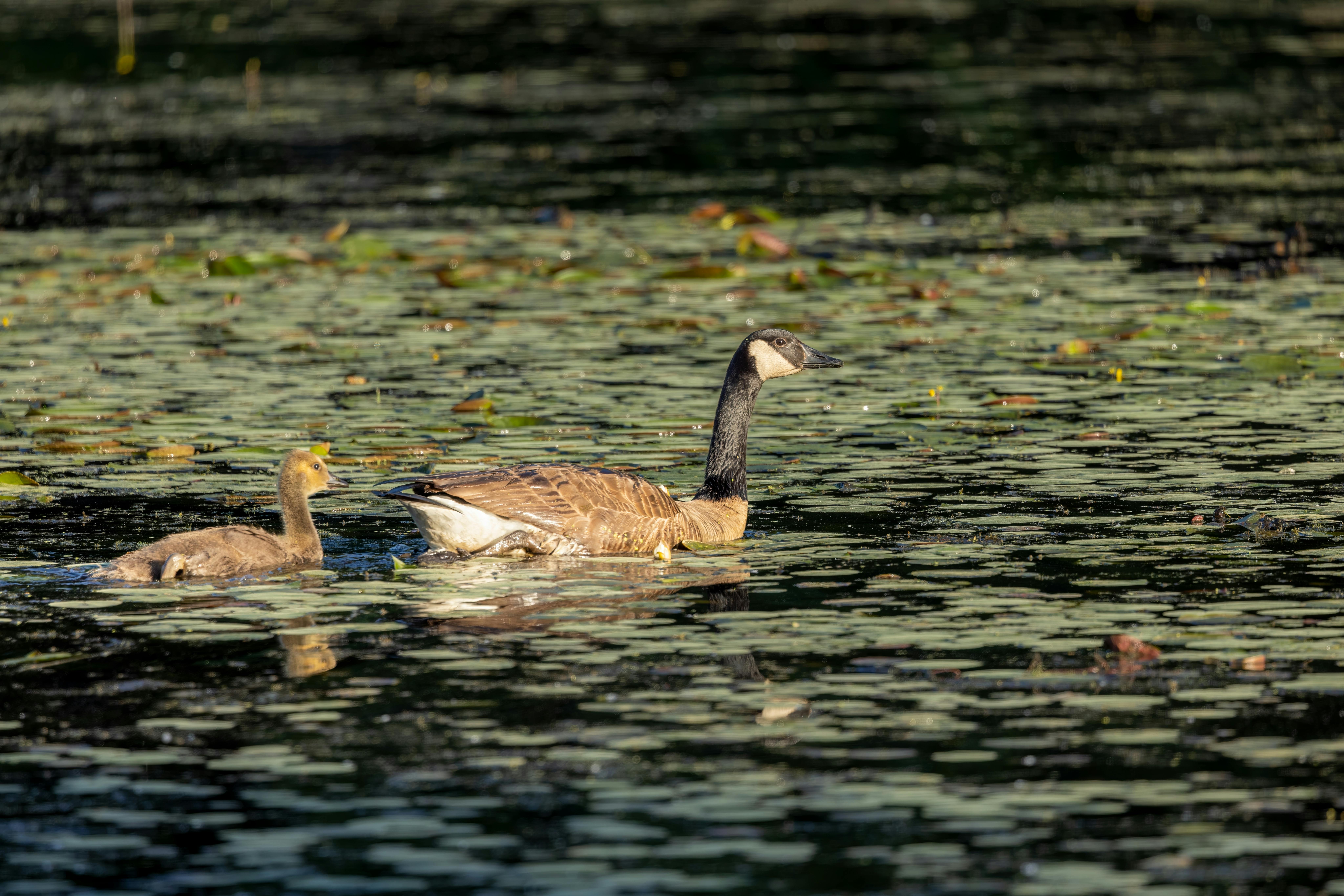 Flock of Geese at Lake · Free Stock Photo