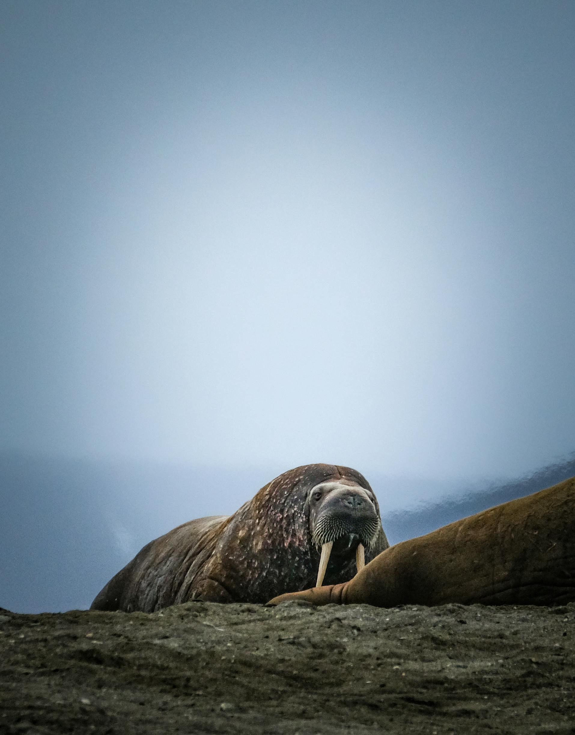 Two walrus laying on the ground with their heads down · Free Stock Photo