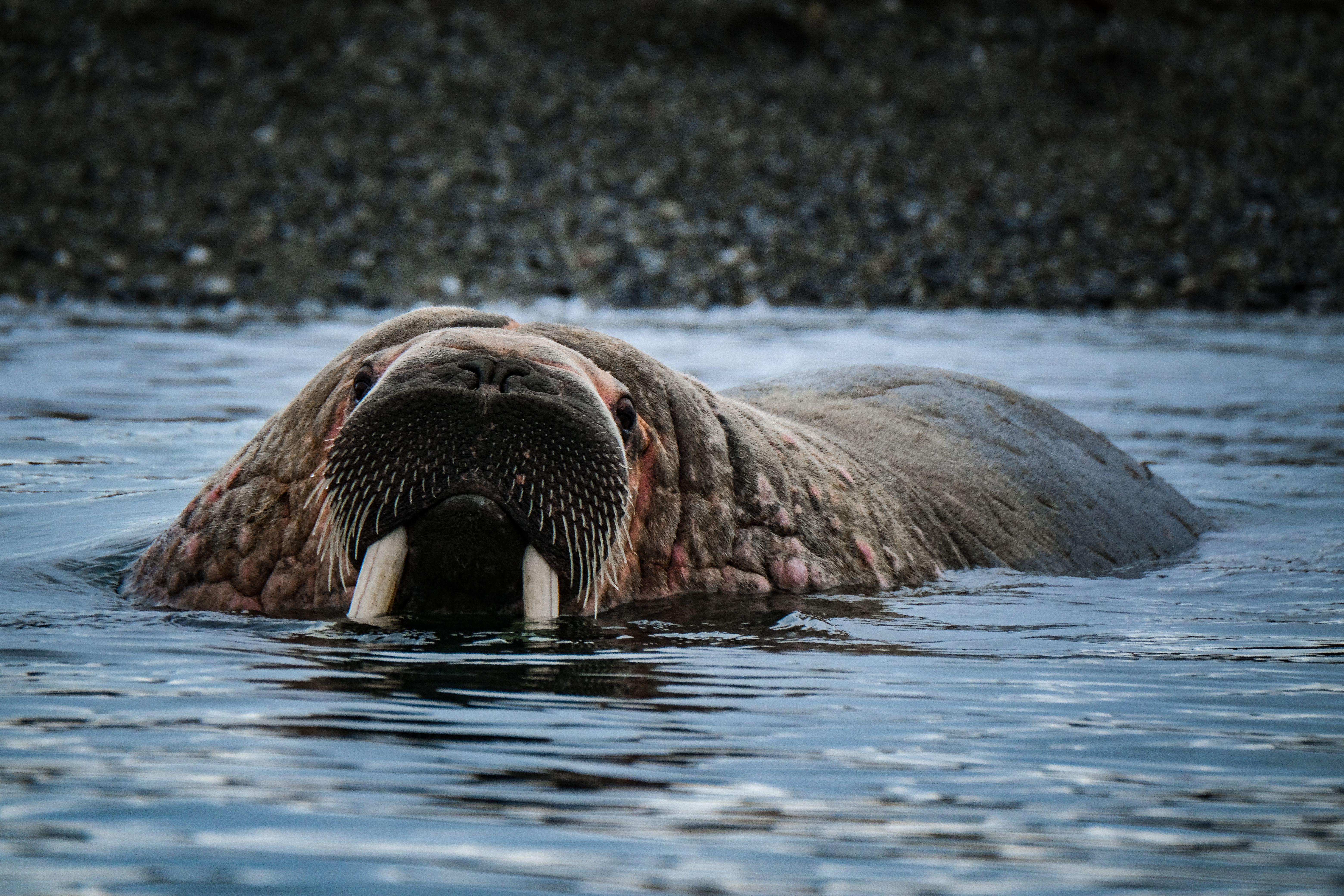 A walrus swimming in the water with its mouth open · Free Stock Photo
