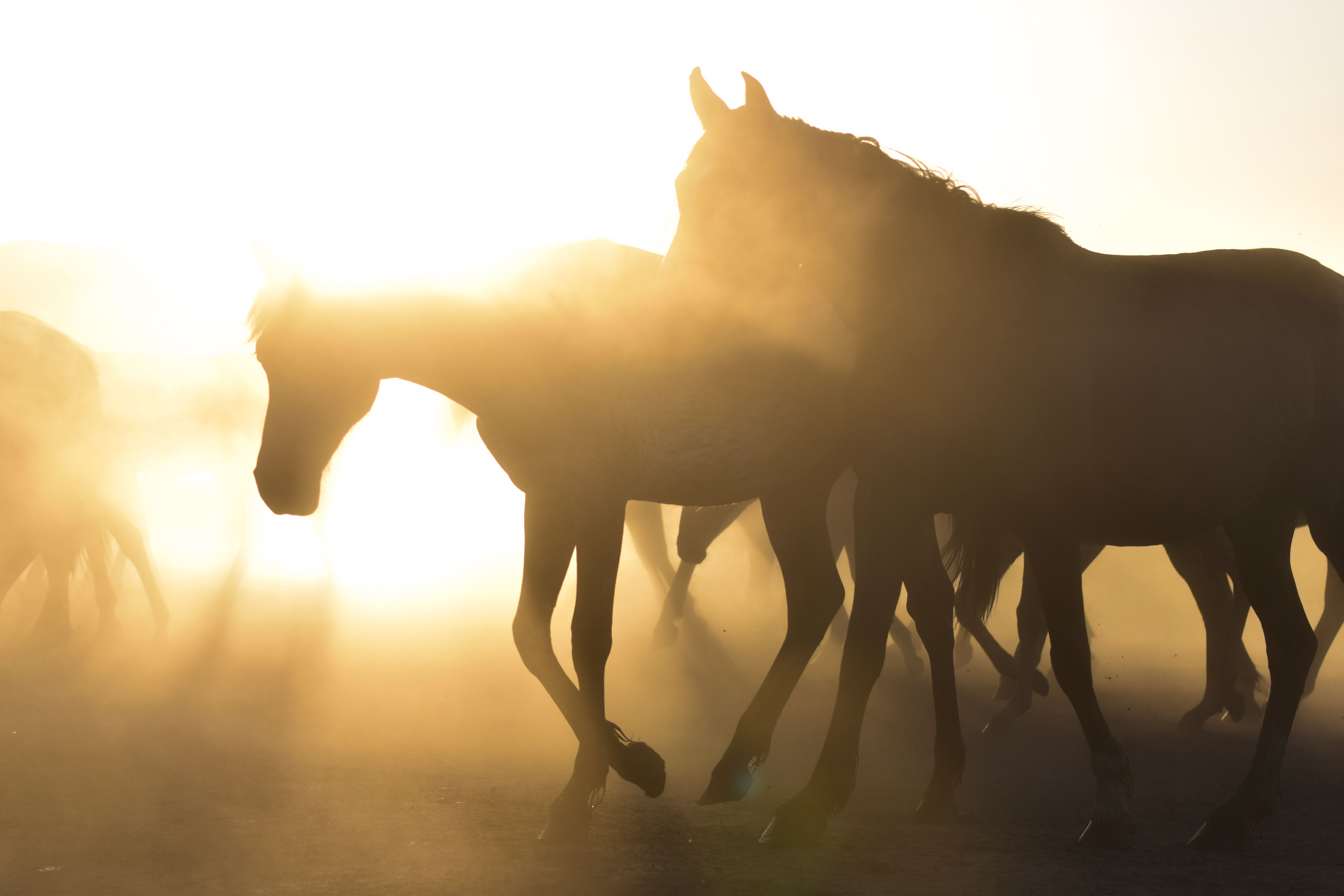 Noble Creatures Photos, Download The BEST Free Noble Creatures Stock ...