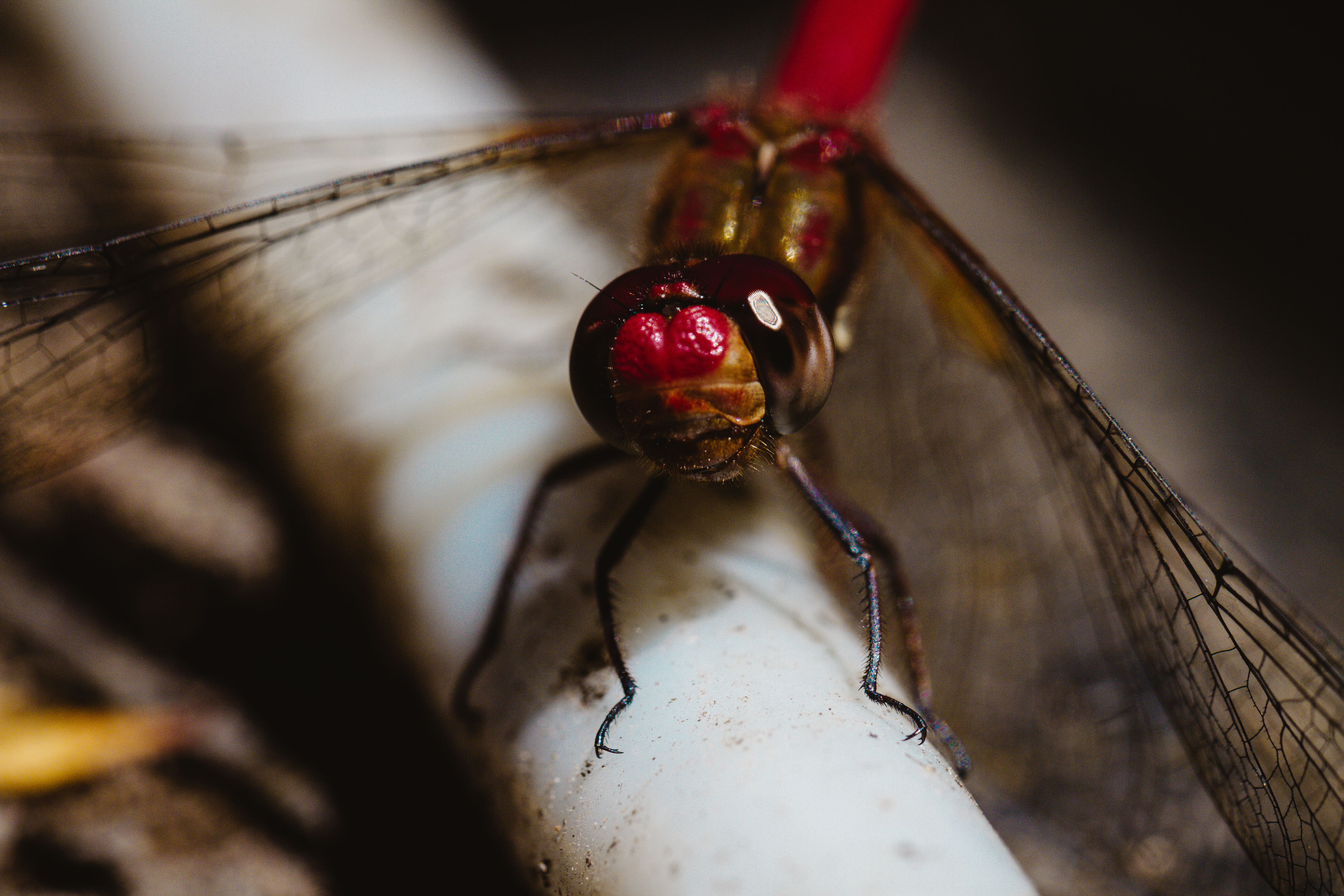 Dragonfly And Autumn Photos, Download The BEST Free Dragonfly And ...