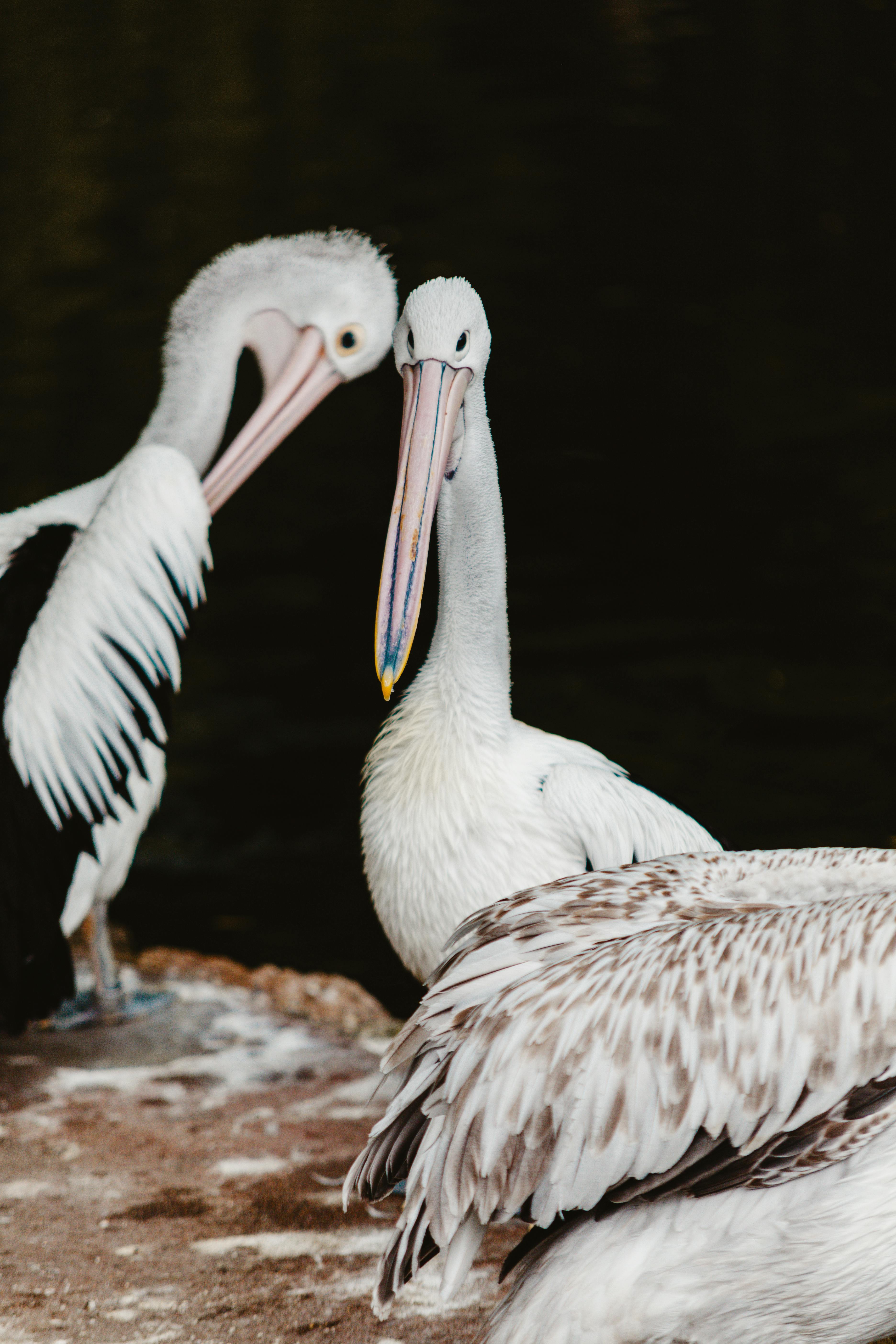 Close-up of Pelicans Sitting near a Body of Water · Free Stock Photo