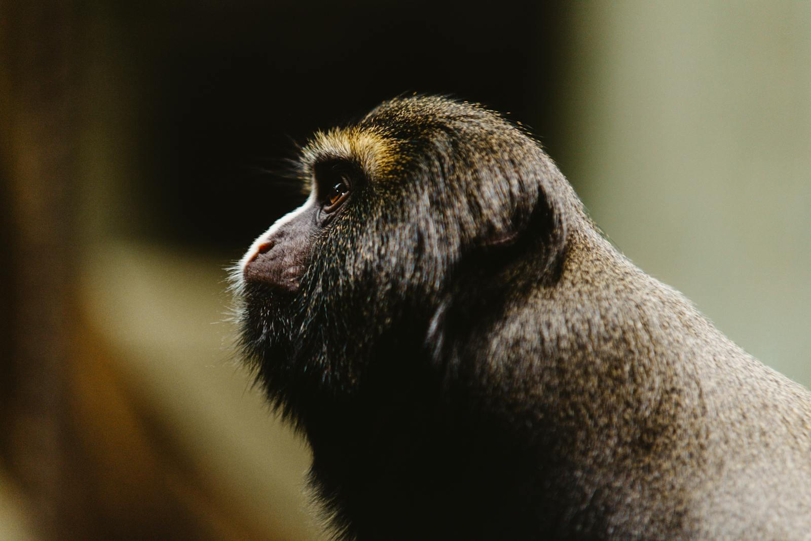 Funny Monkey Face Photos, Download The BEST Free Funny Monkey Face ...