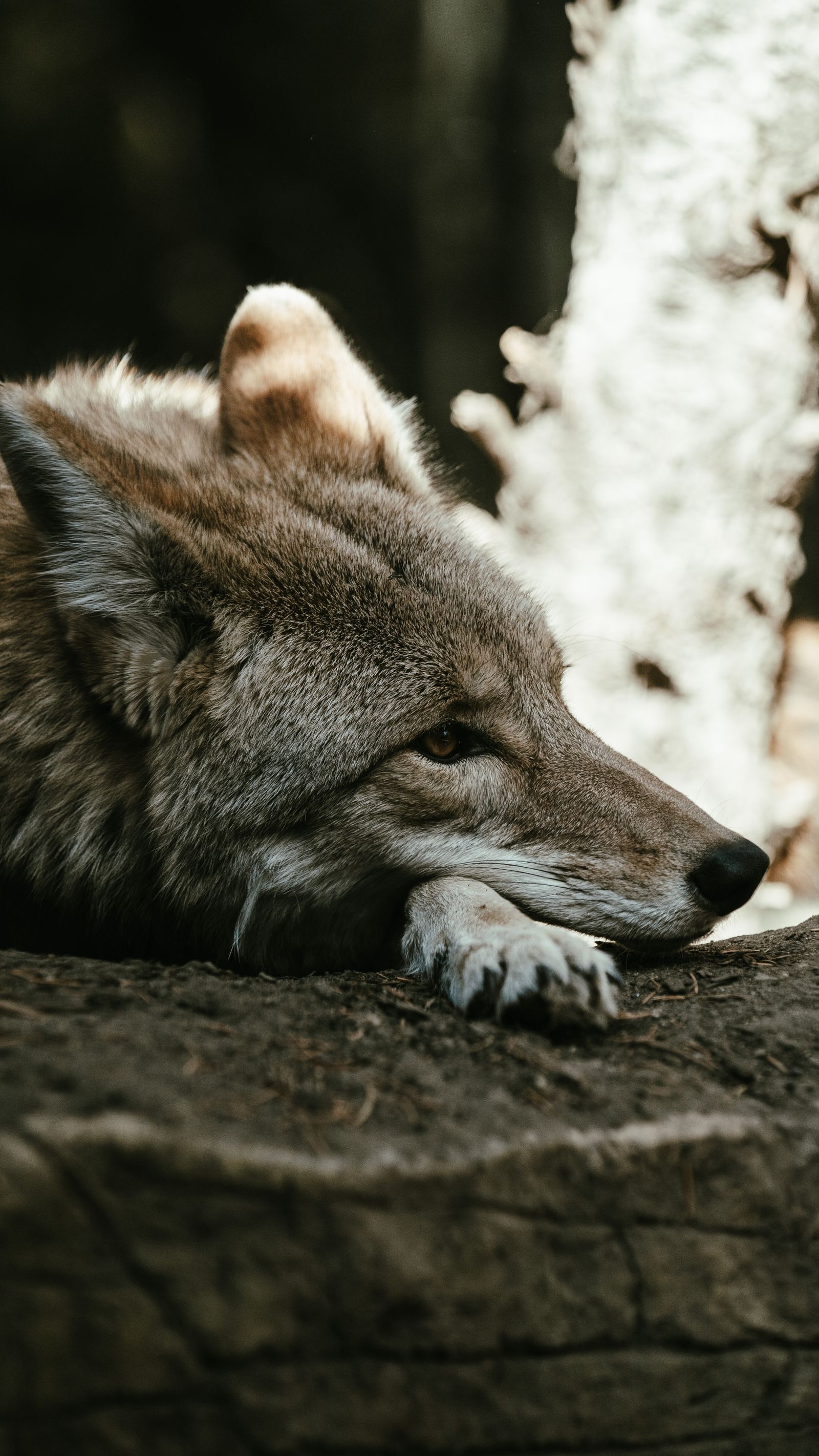 Coyote Photos, Download The BEST Free Coyote Stock Photos & HD Images