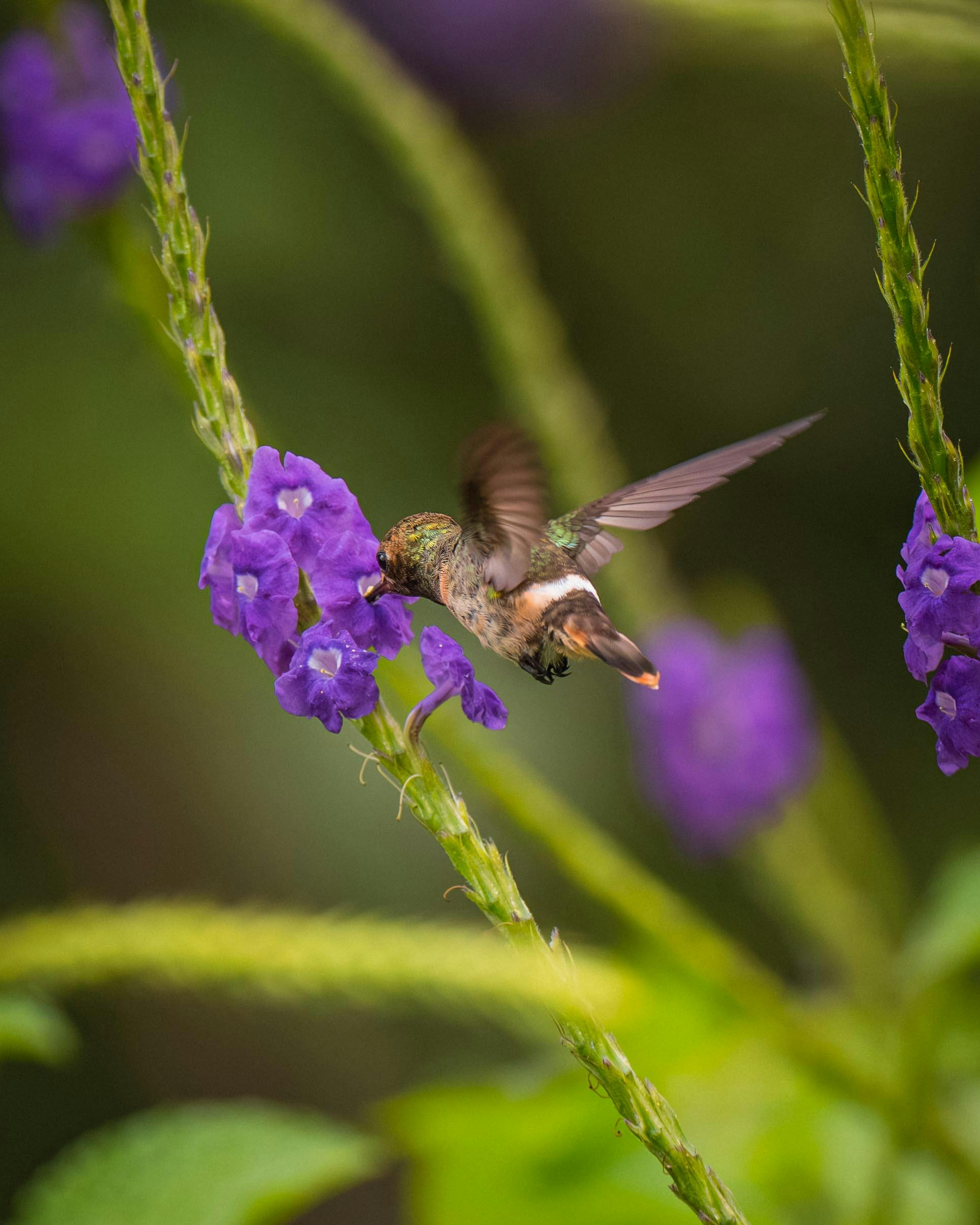 Hummingbird during Pollination · Free Stock Photo