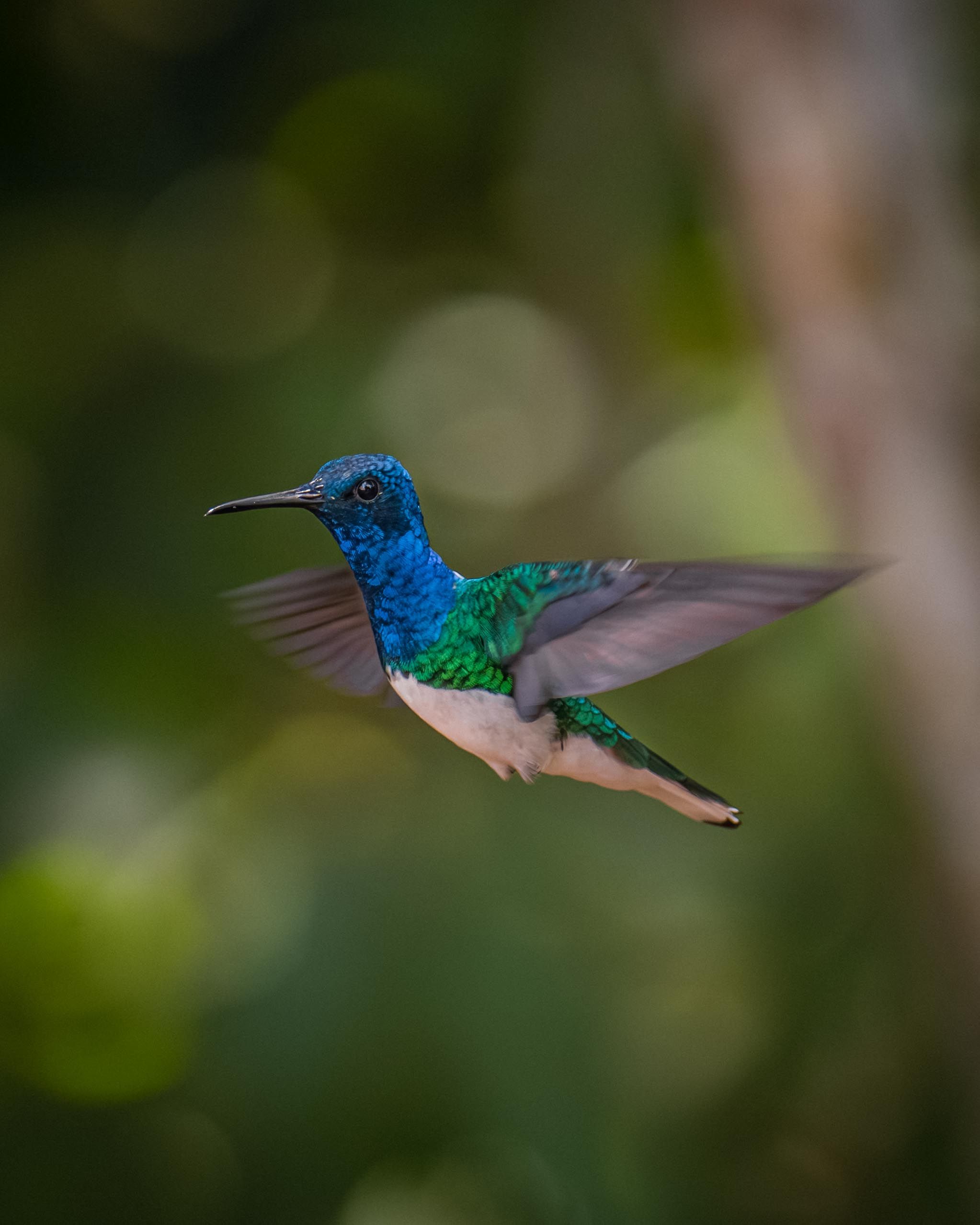 Florisuga mellivora Colibrí Nuquiblanco · Free Stock Photo