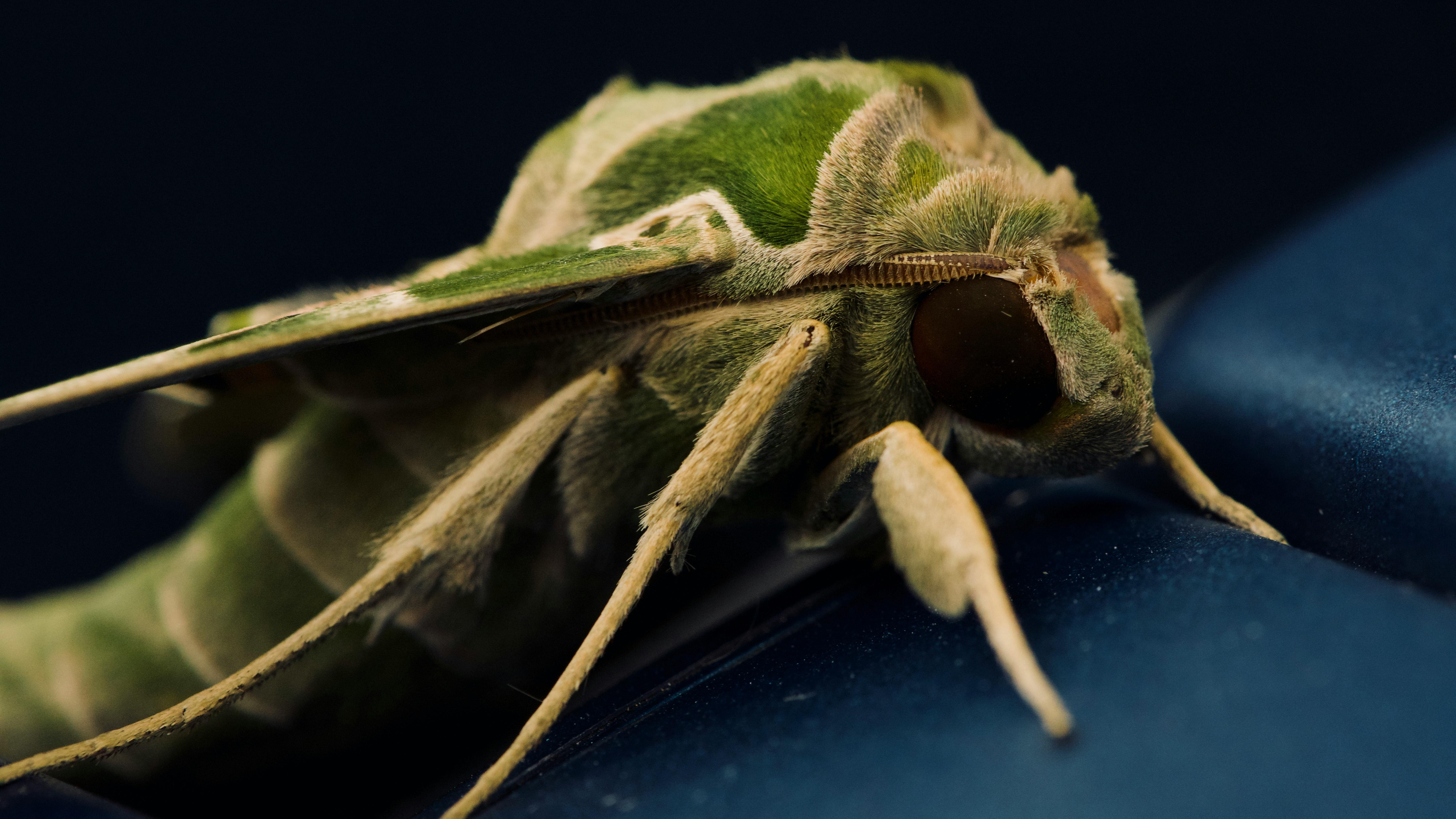 Oleander Hawk-Moth · Free Stock Photo