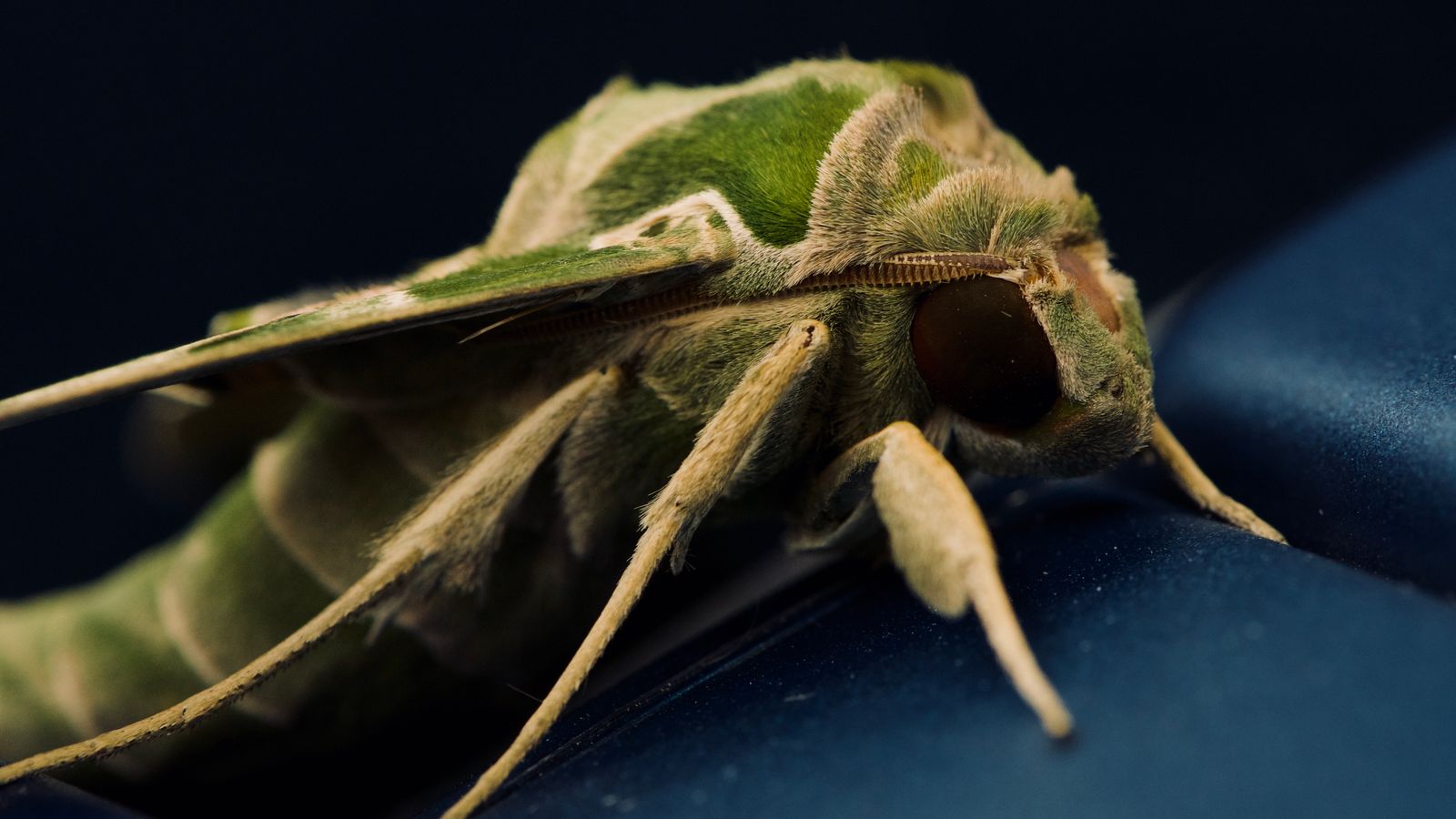 Moth Close Up Photos, Download The BEST Free Moth Close Up Stock Photos ...