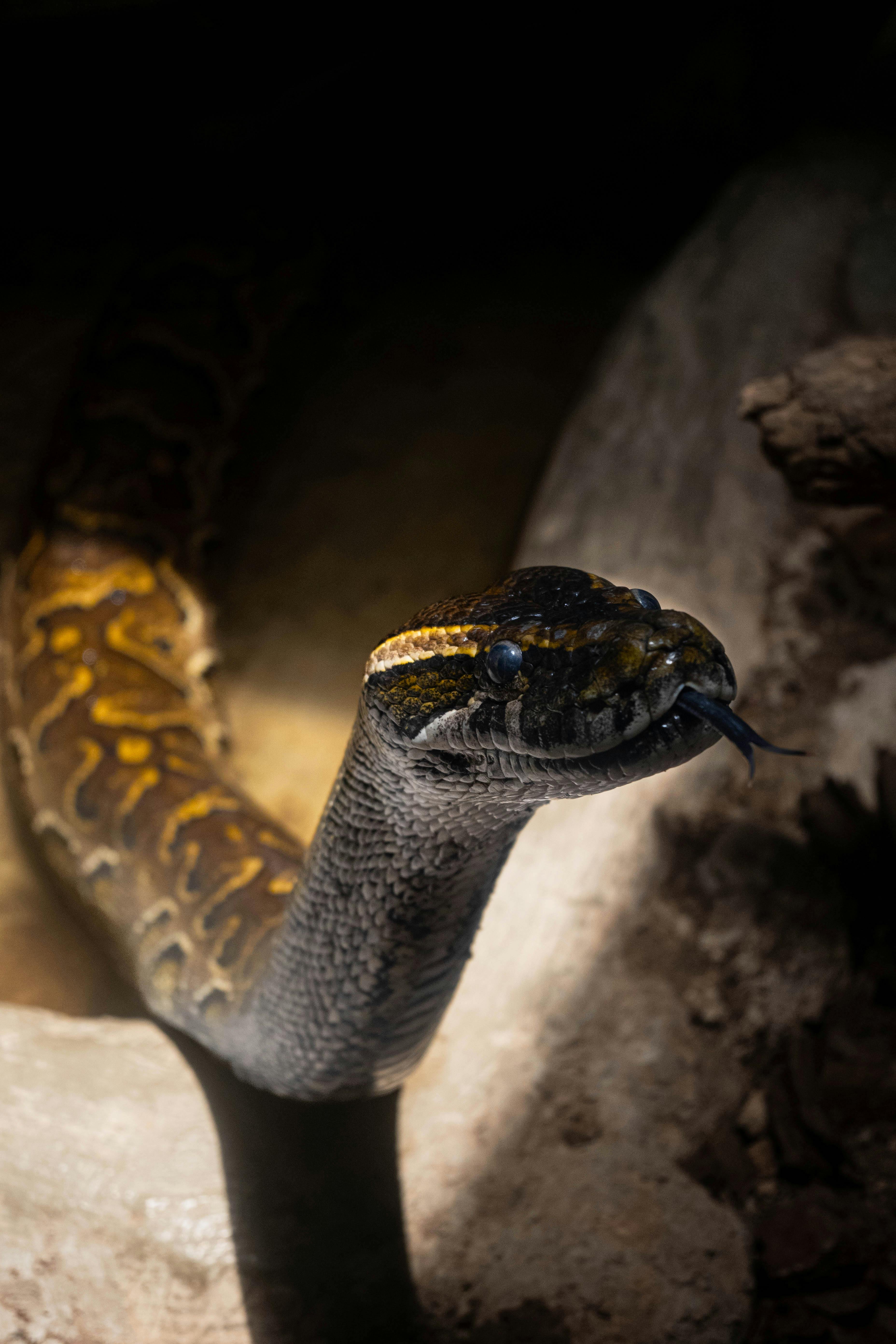 Rock Python Photos, Download The BEST Free Rock Python Stock Photos ...