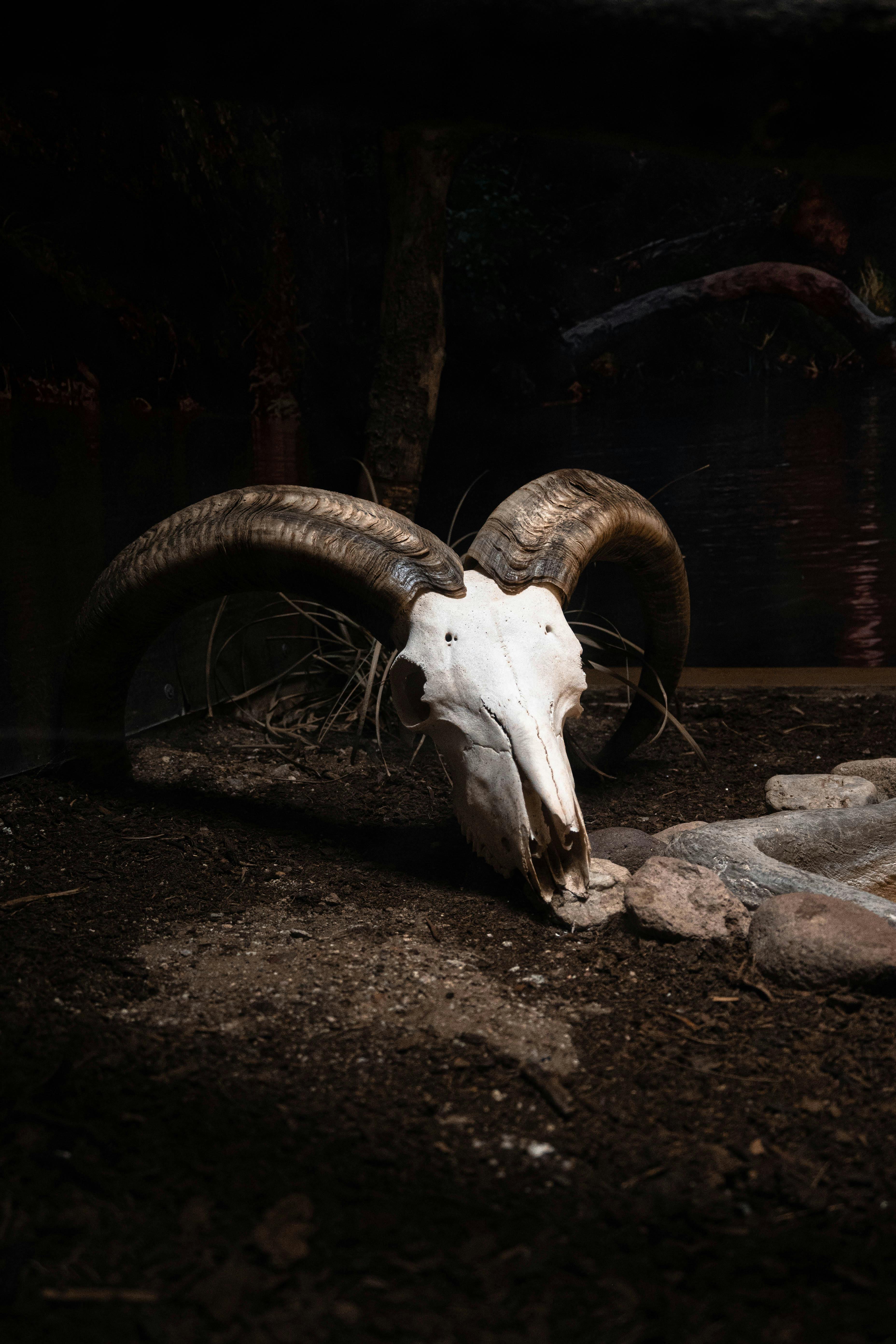 Death Background Photos, Download The BEST Free Death Background Stock ...