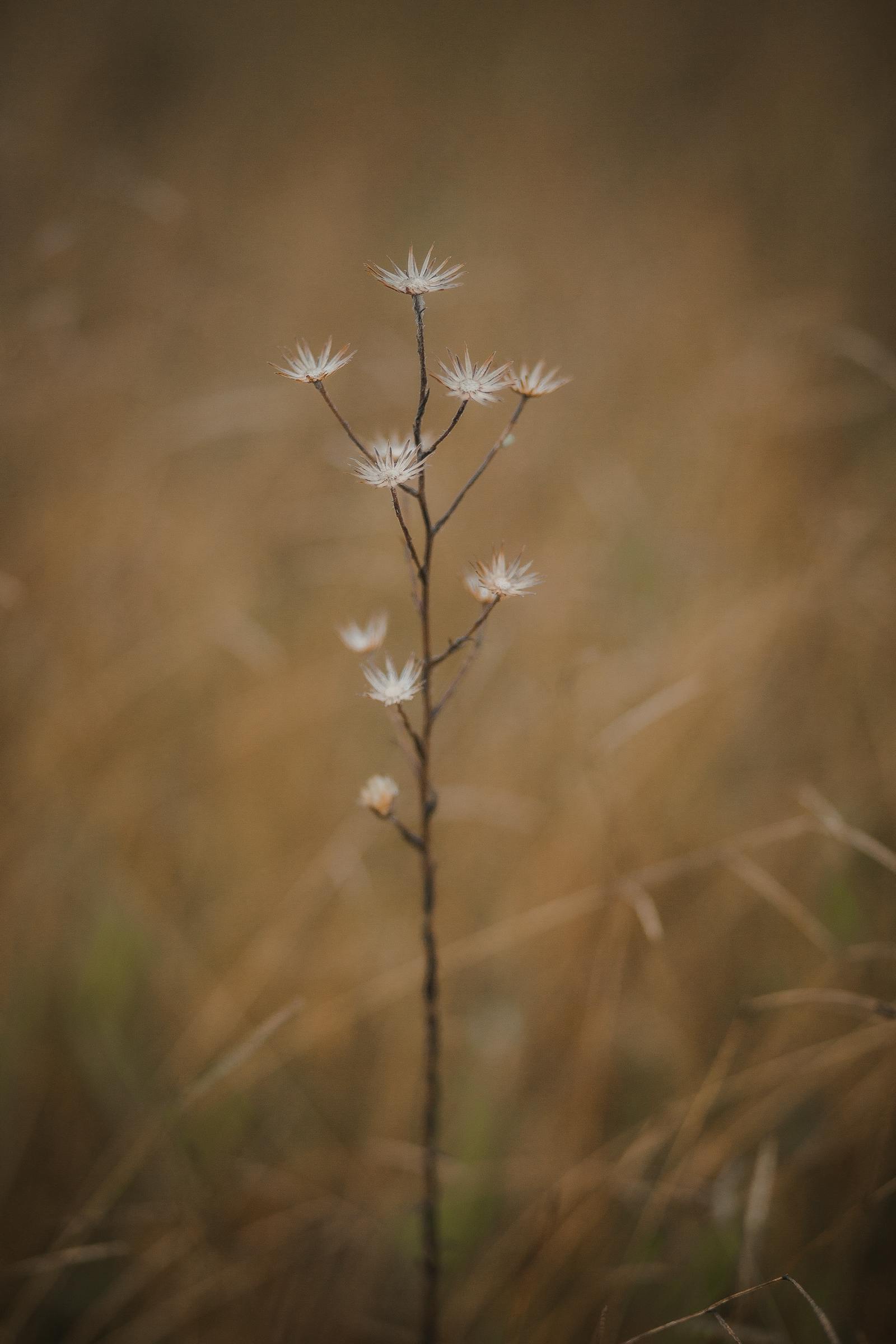 Dry Plant Photos, Download The BEST Free Dry Plant Stock Photos & HD Images