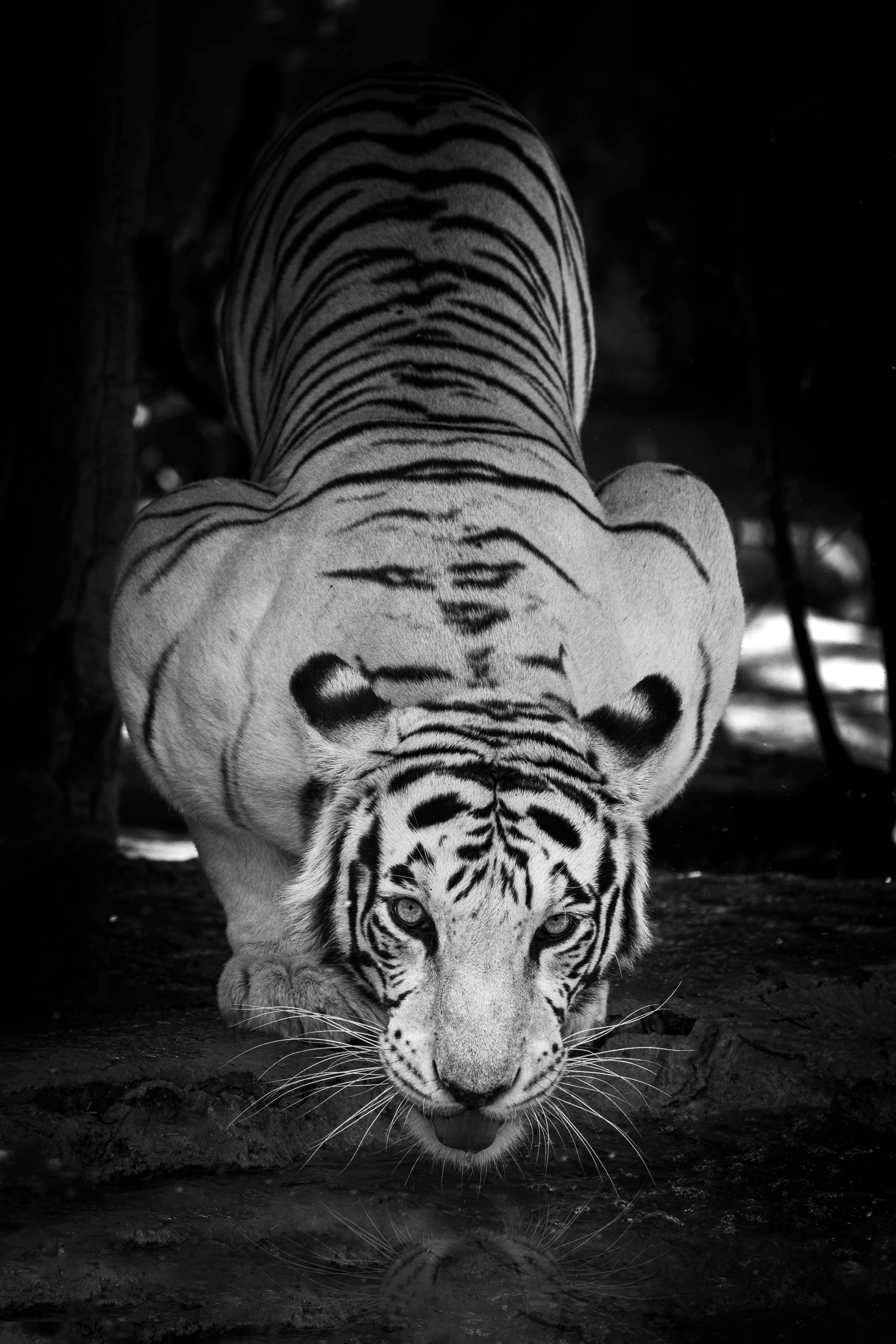 Angry Tiger Looking at Camera · Free Stock Photo