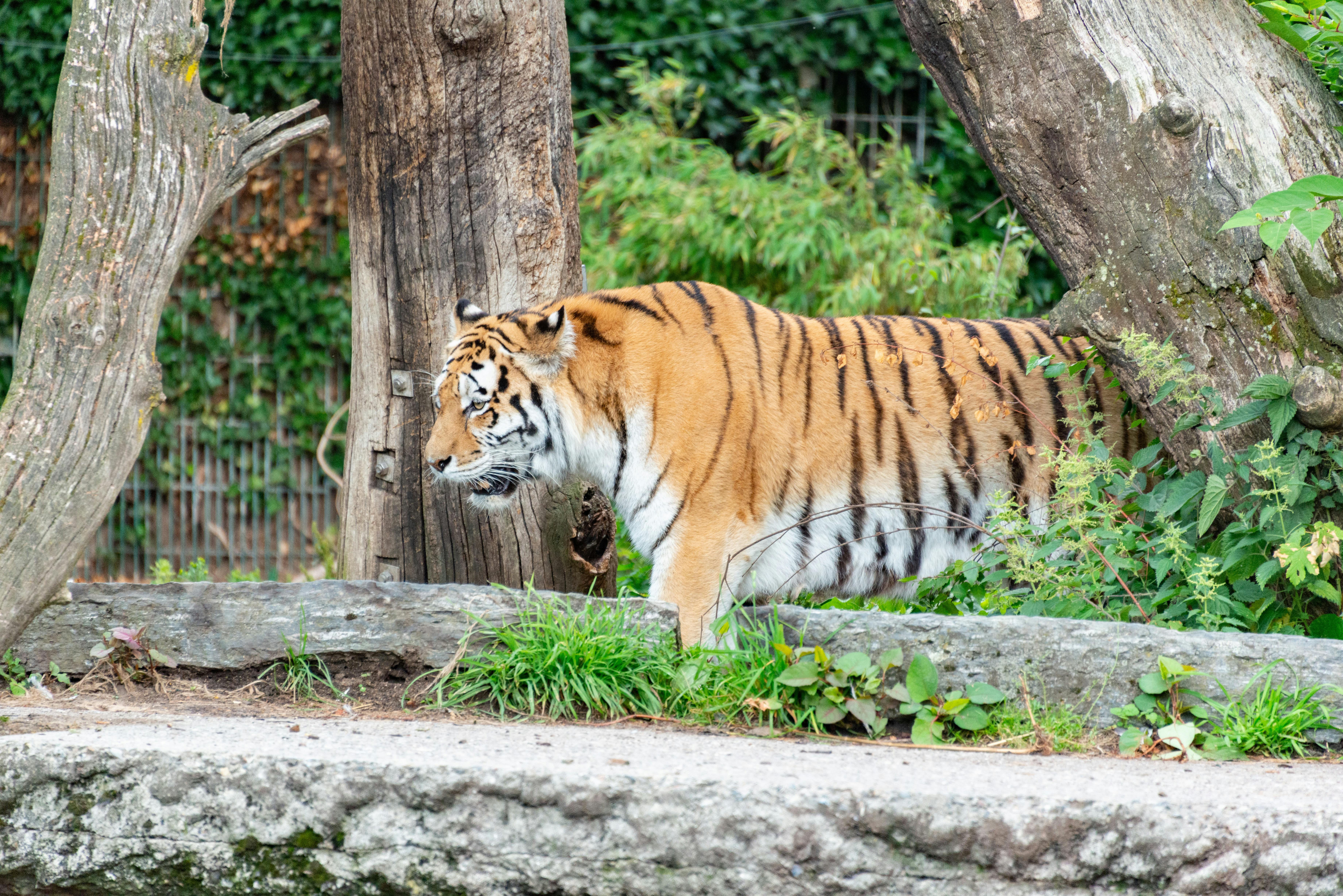 Siberian Tiger between Trees in Zoo · Free Stock Photo