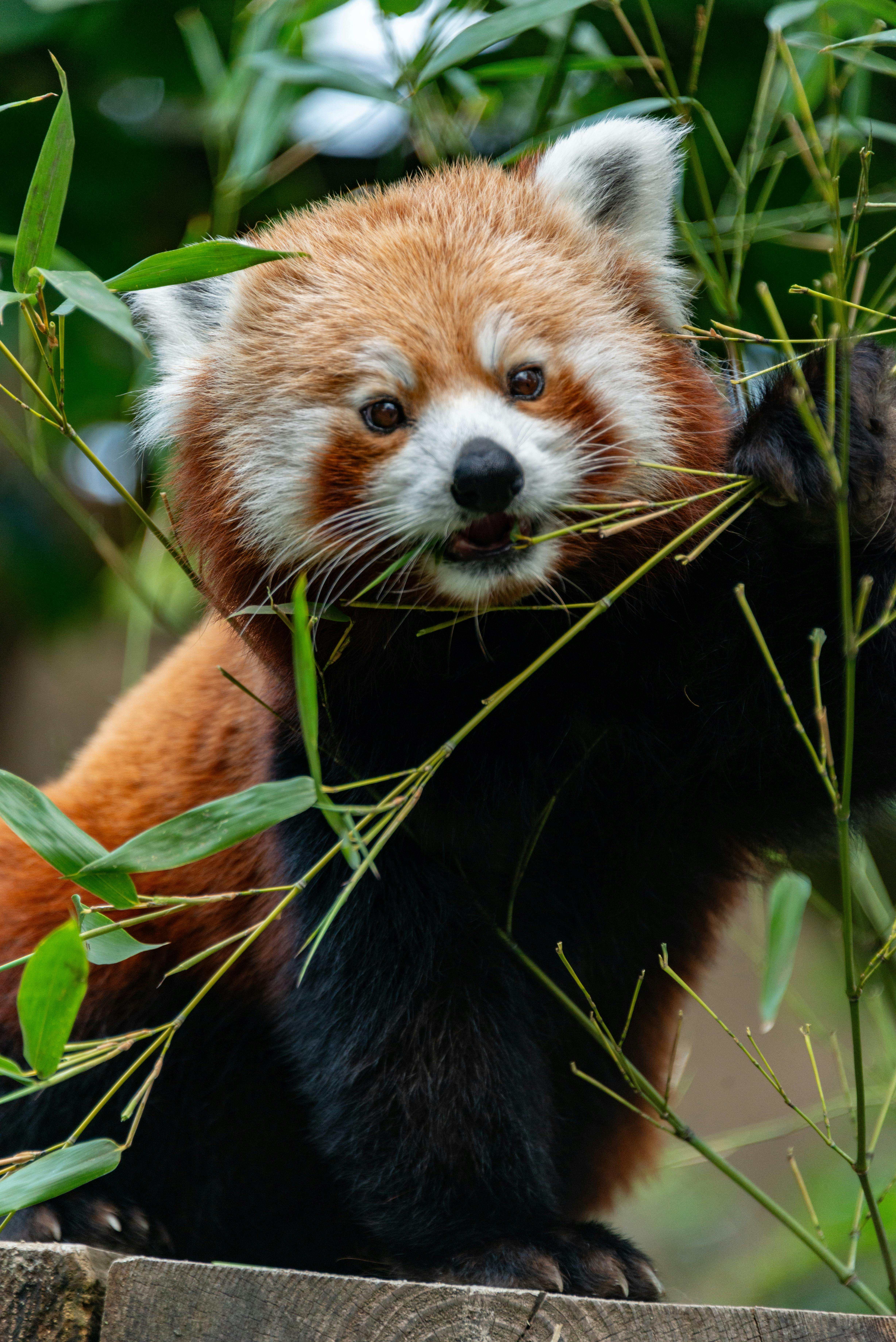 Cute Red Panda · Free Stock Photo