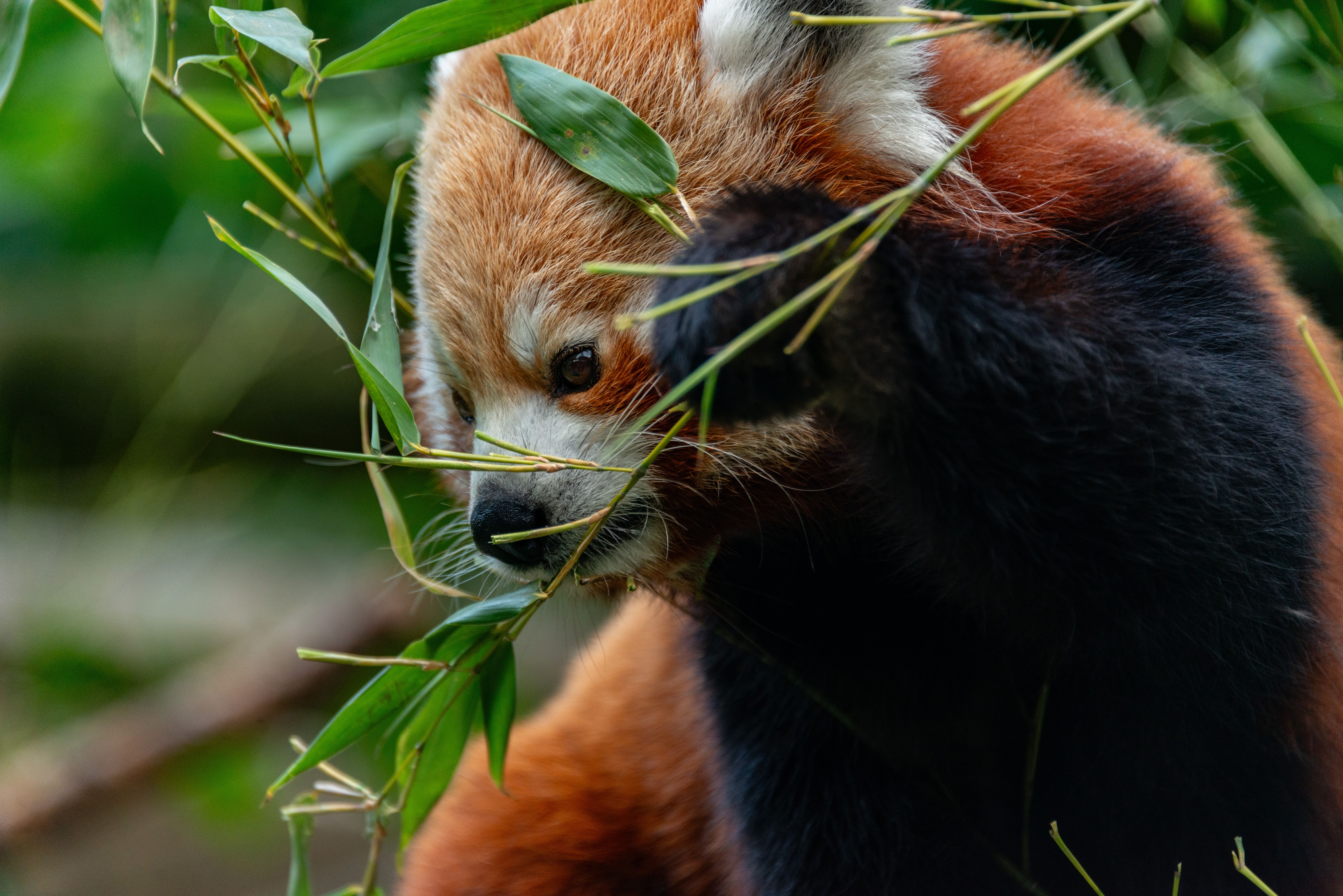 Zoo Animals Images Photos, Download The BEST Free Zoo Animals Images ...