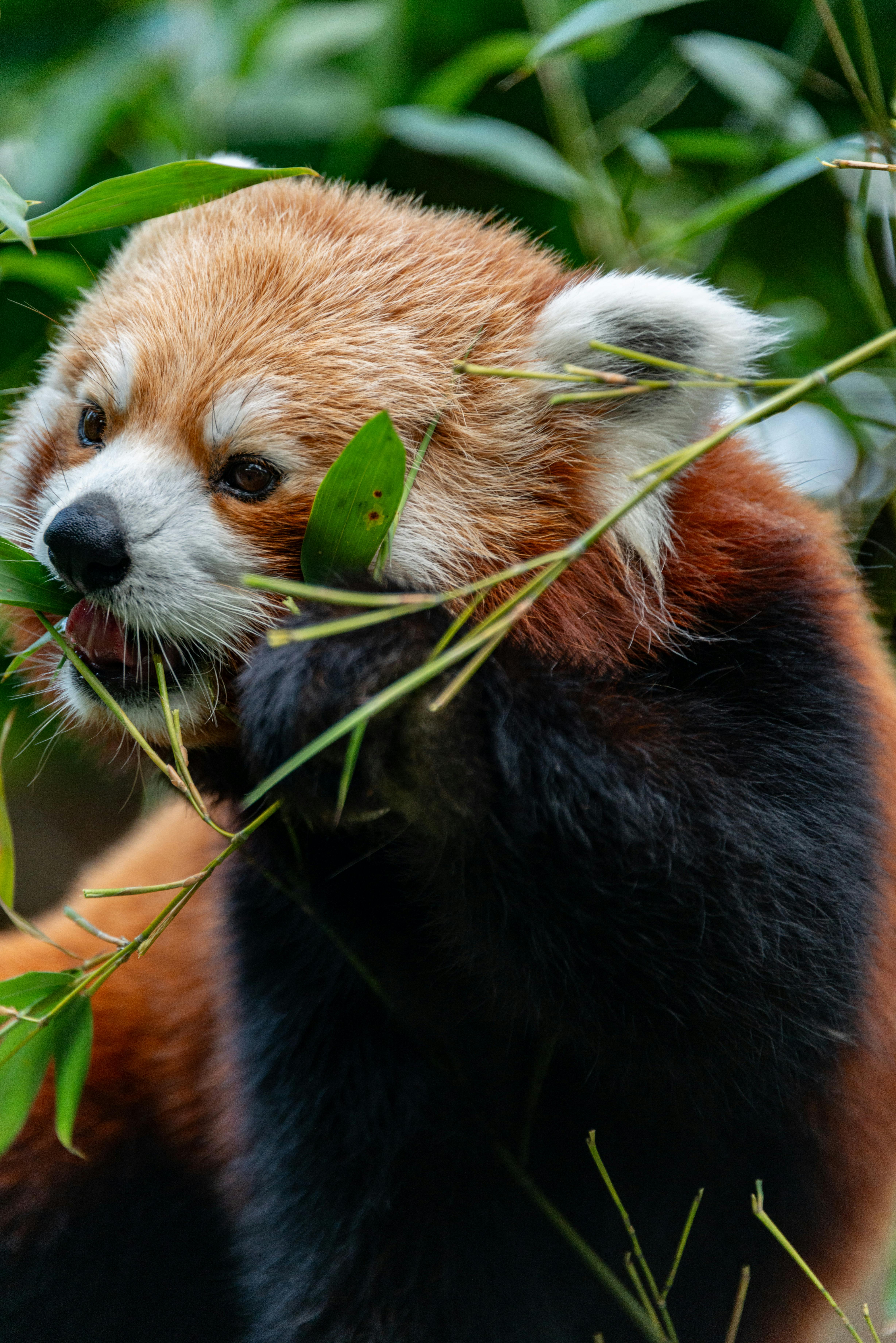 Bamboo Actor Photos, Download The BEST Free Bamboo Actor Stock Photos ...