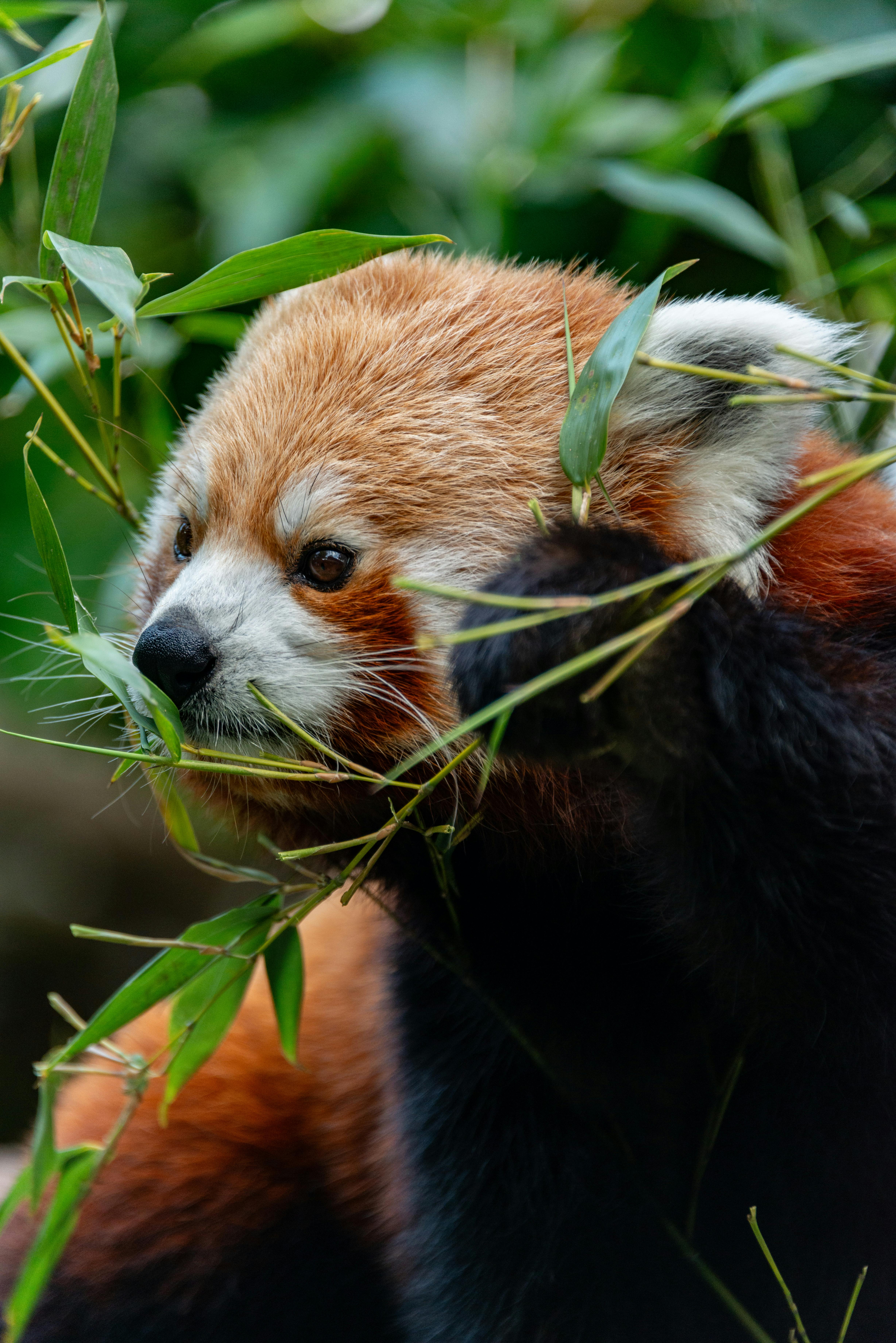 Red Panda Smelling Leaves · Free Stock Photo