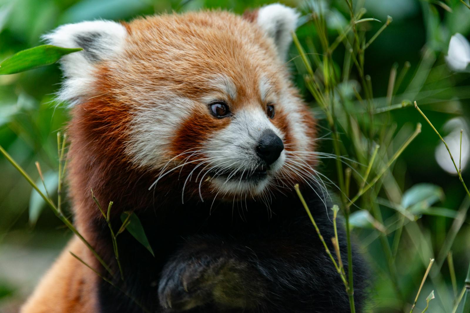 Red Pandas Animal Photos, Download The BEST Free Red Pandas Animal ...