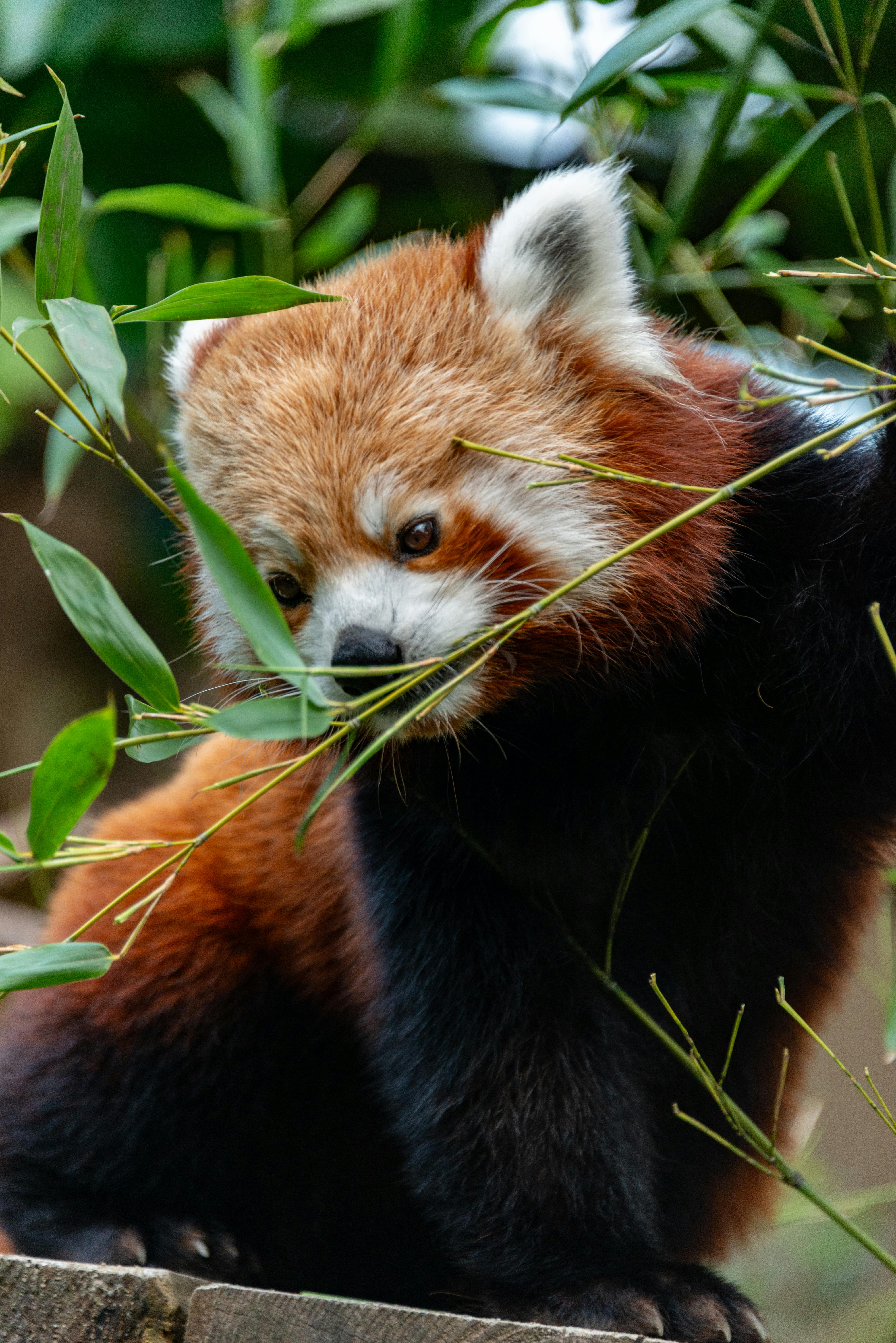 Foto de stock gratuita sobre ailurus fulgens, al aire libre, animal, animal salvaje, arbóreo ...
