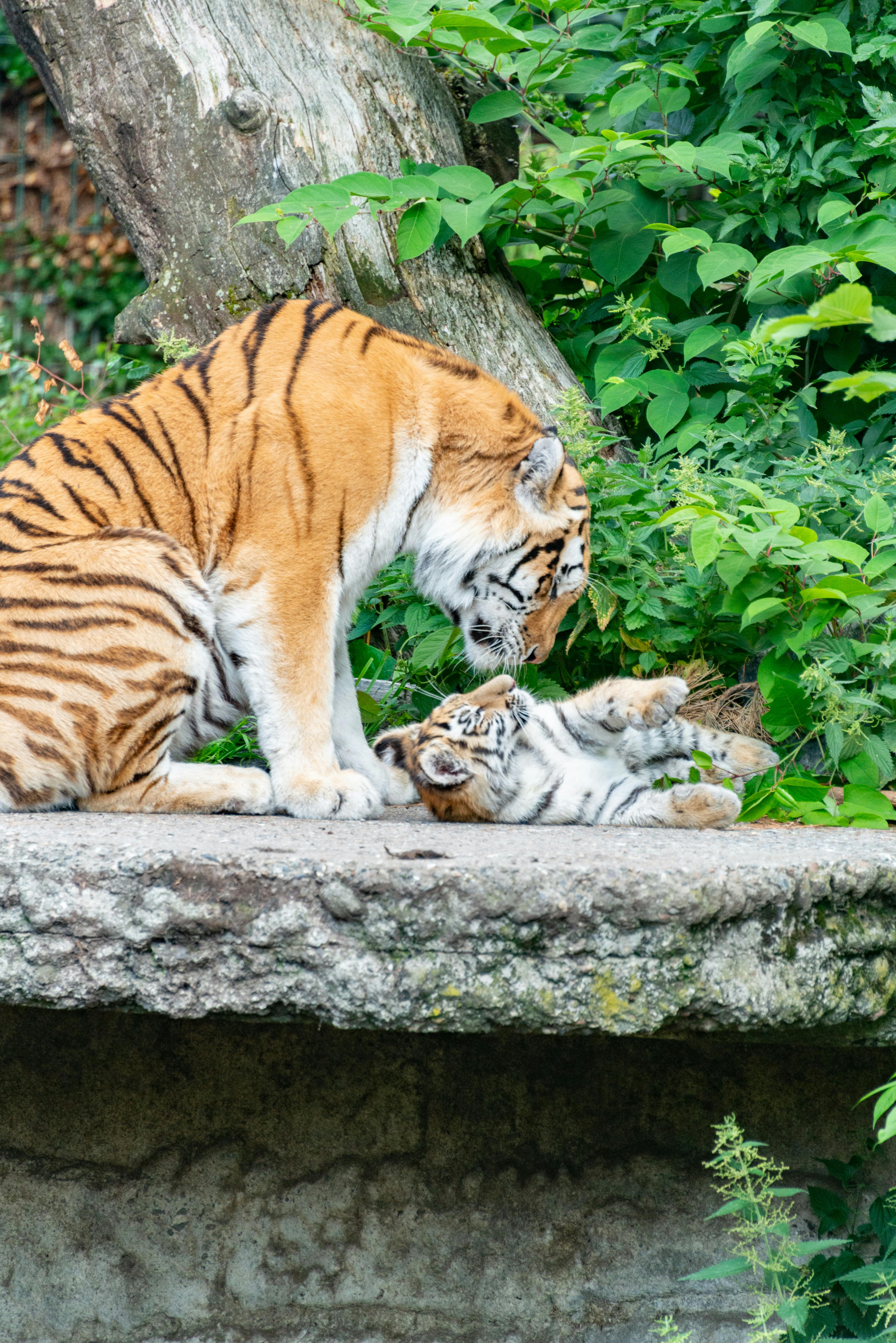 Tiger Playing with Cub on Rock · Free Stock Photo