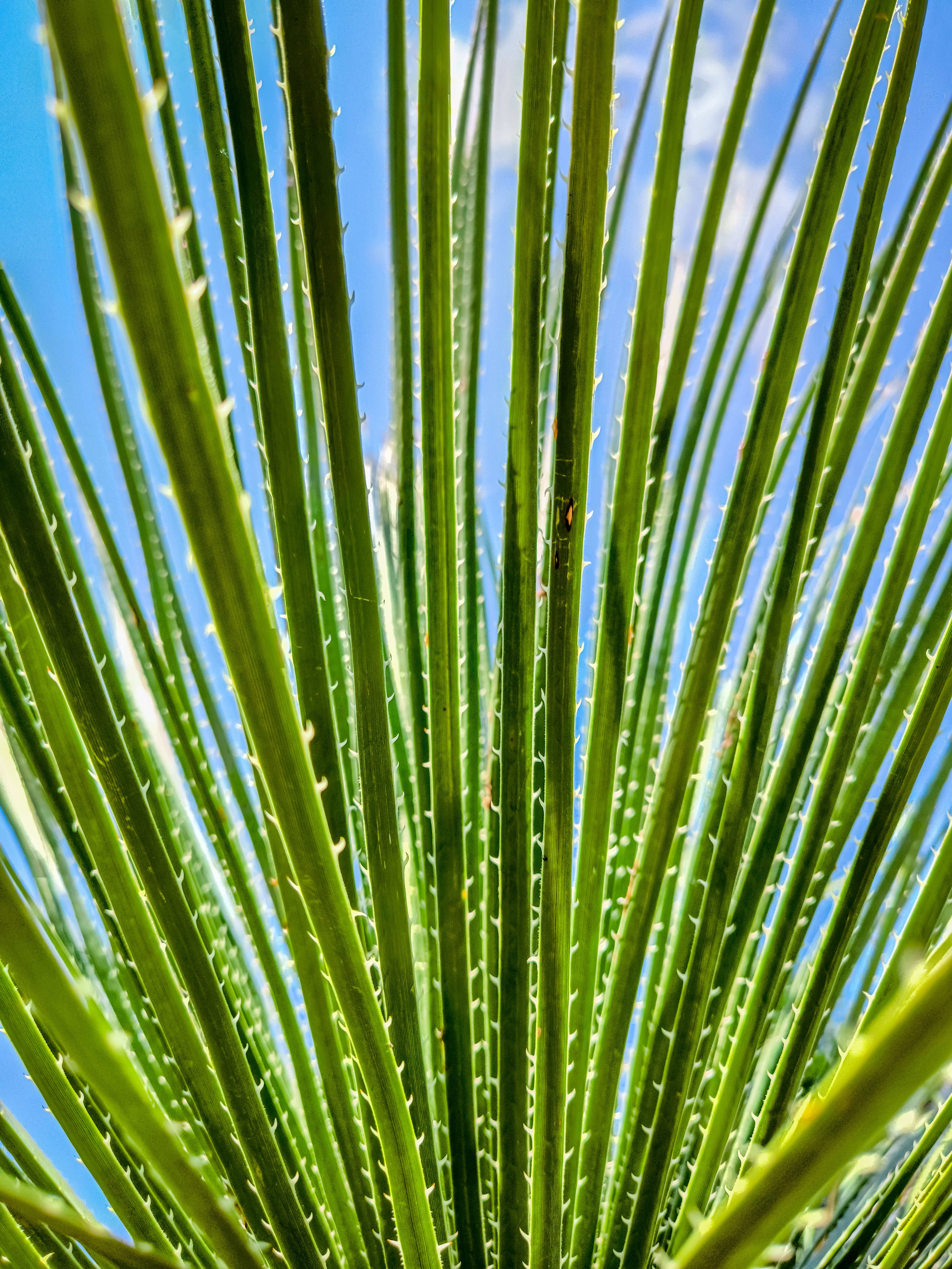 Green Sotol Plant · Free Stock Photo