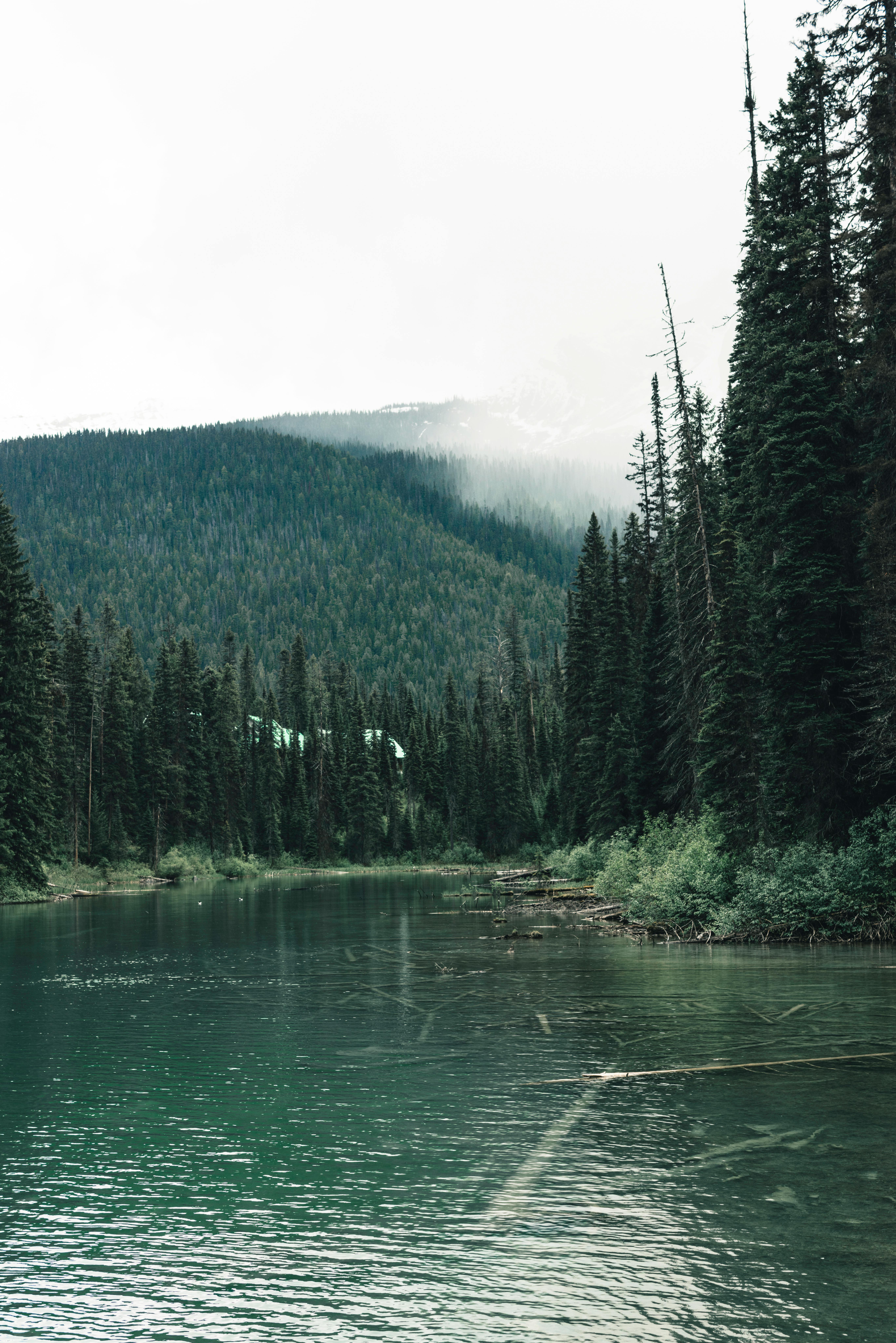 River in Deep, Evergreen Forest · Free Stock Photo