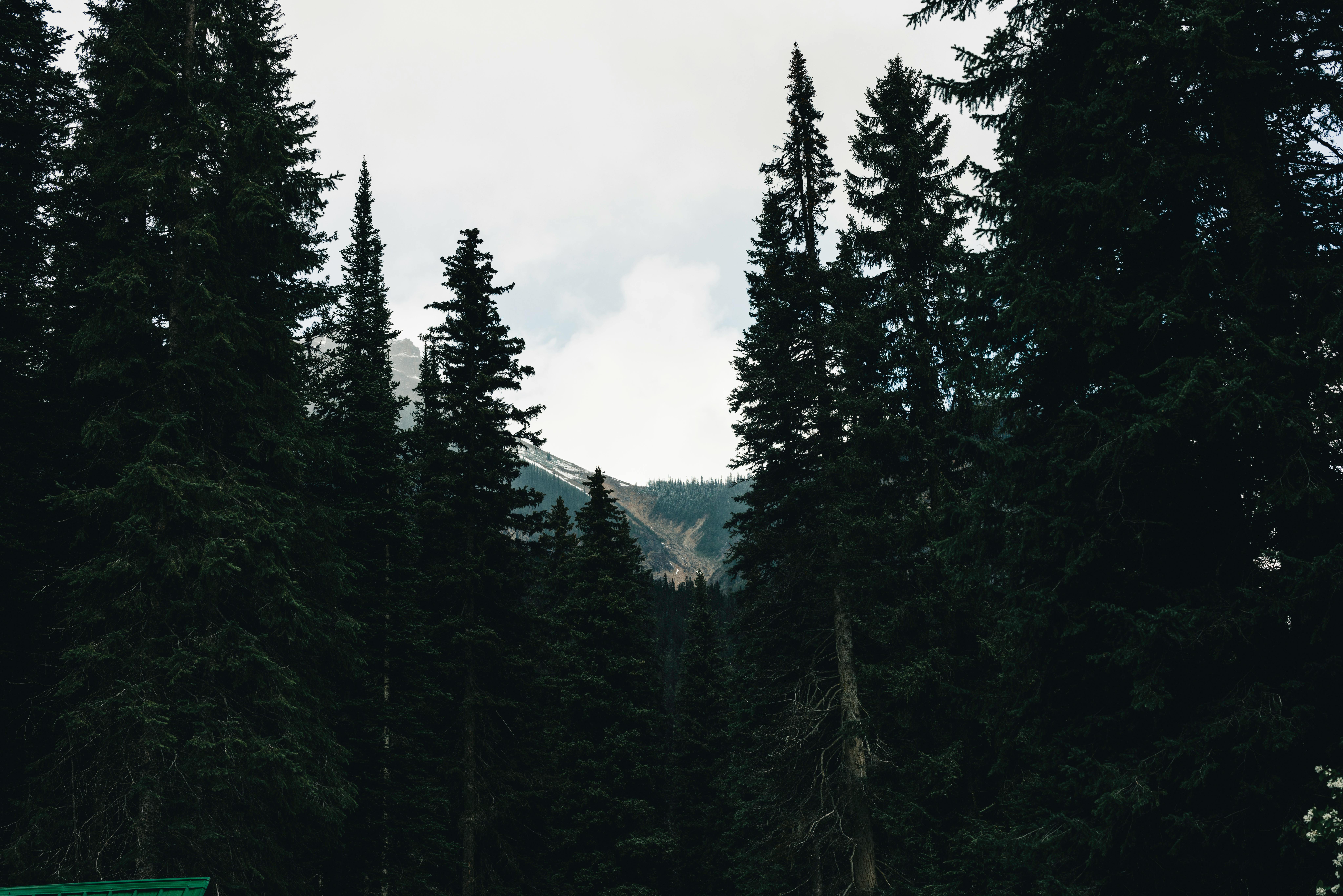 Deep, Evergreen Forest · Free Stock Photo