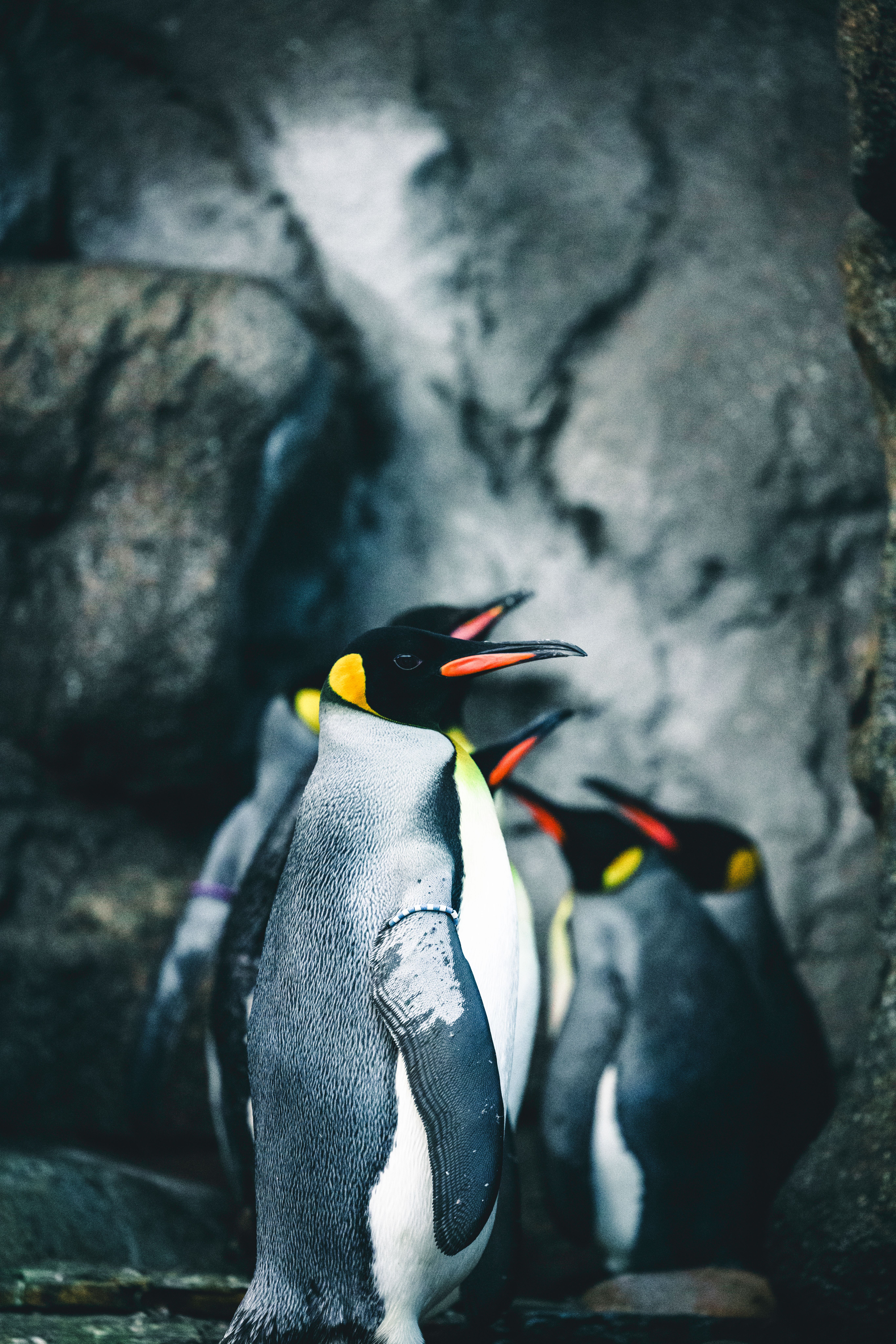 King Penguins in Nature · Free Stock Photo
