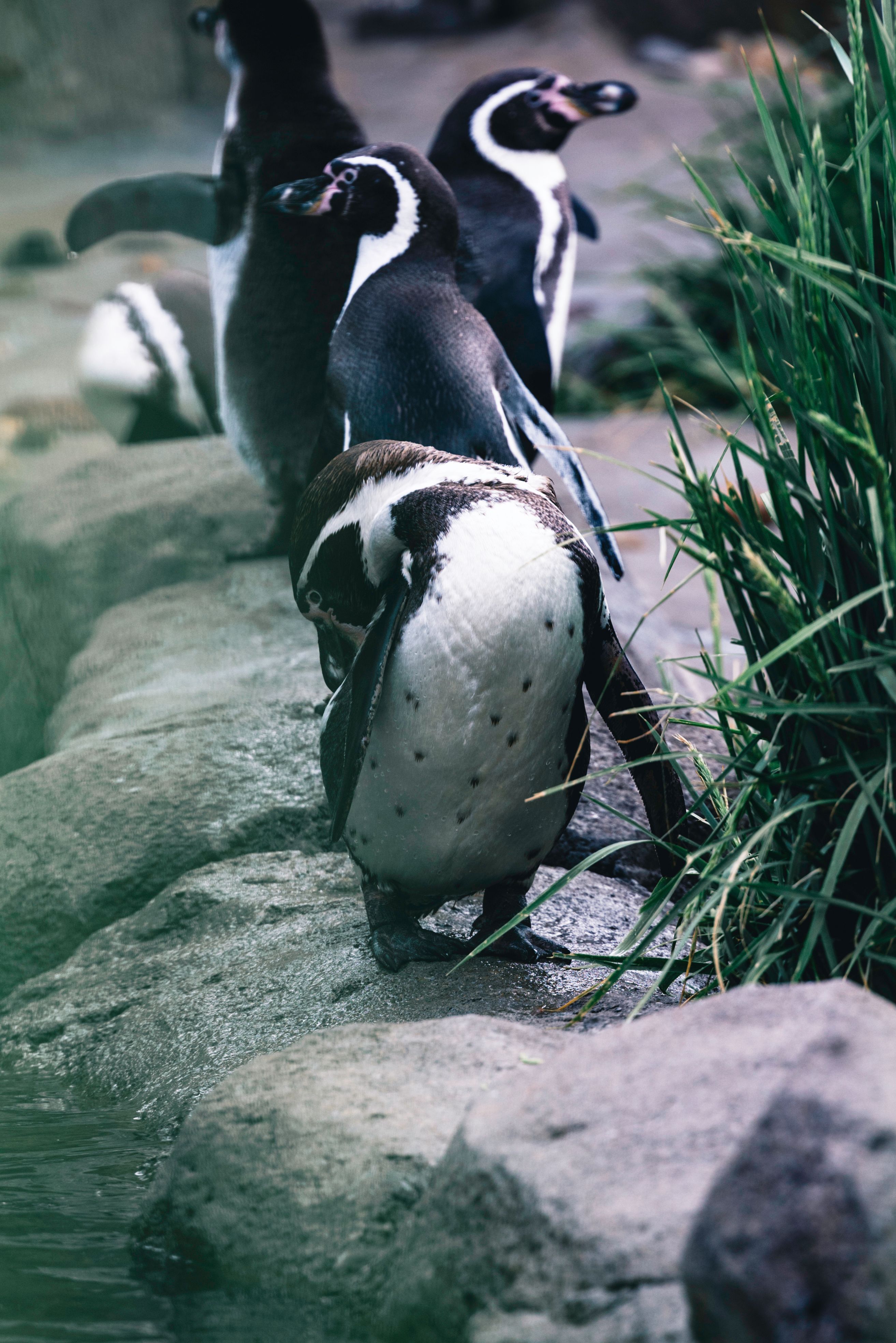 African Penguins on Rocks · Free Stock Photo