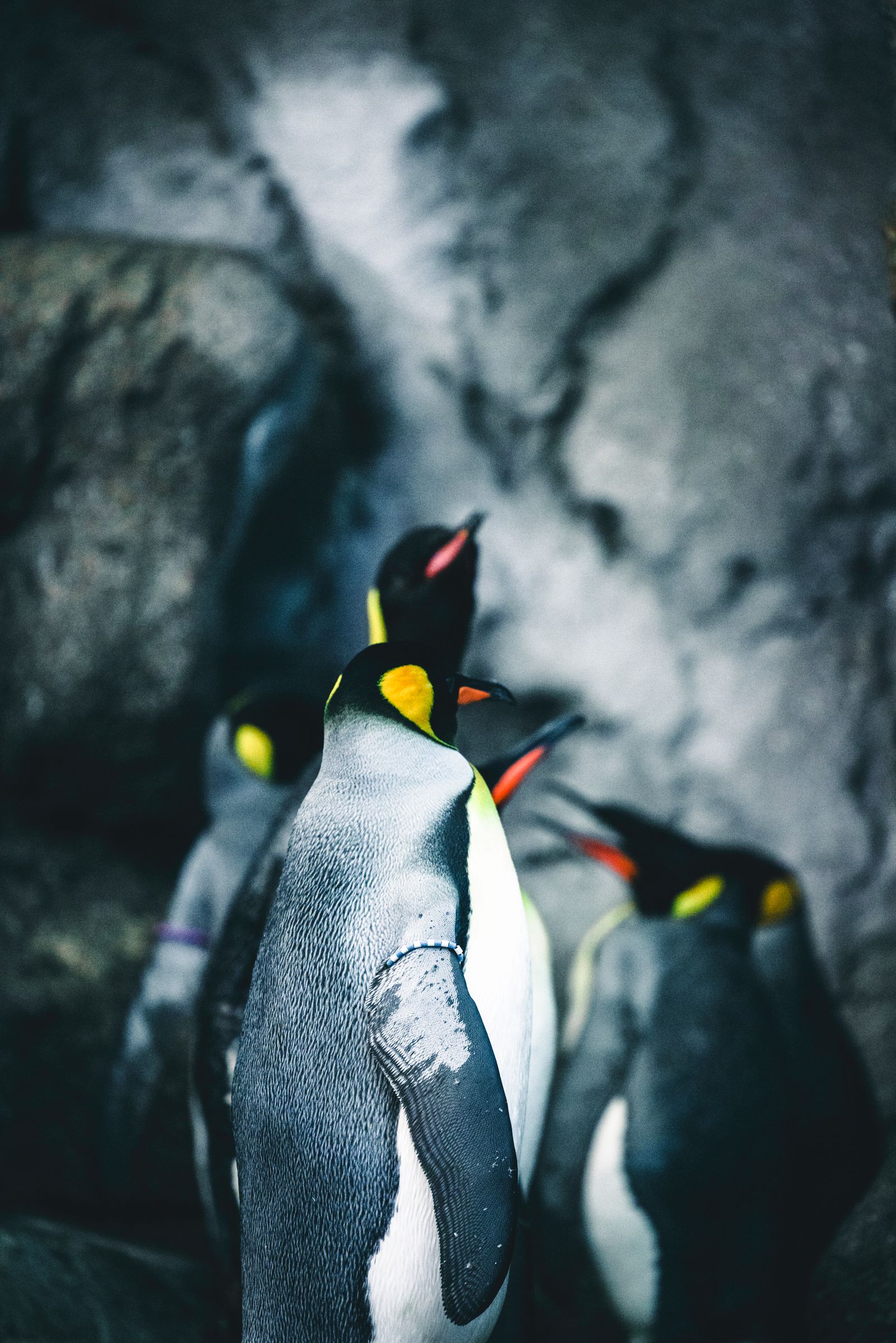 4k Penguin Wallpaper Photos, Download The BEST Free 4k Penguin ...