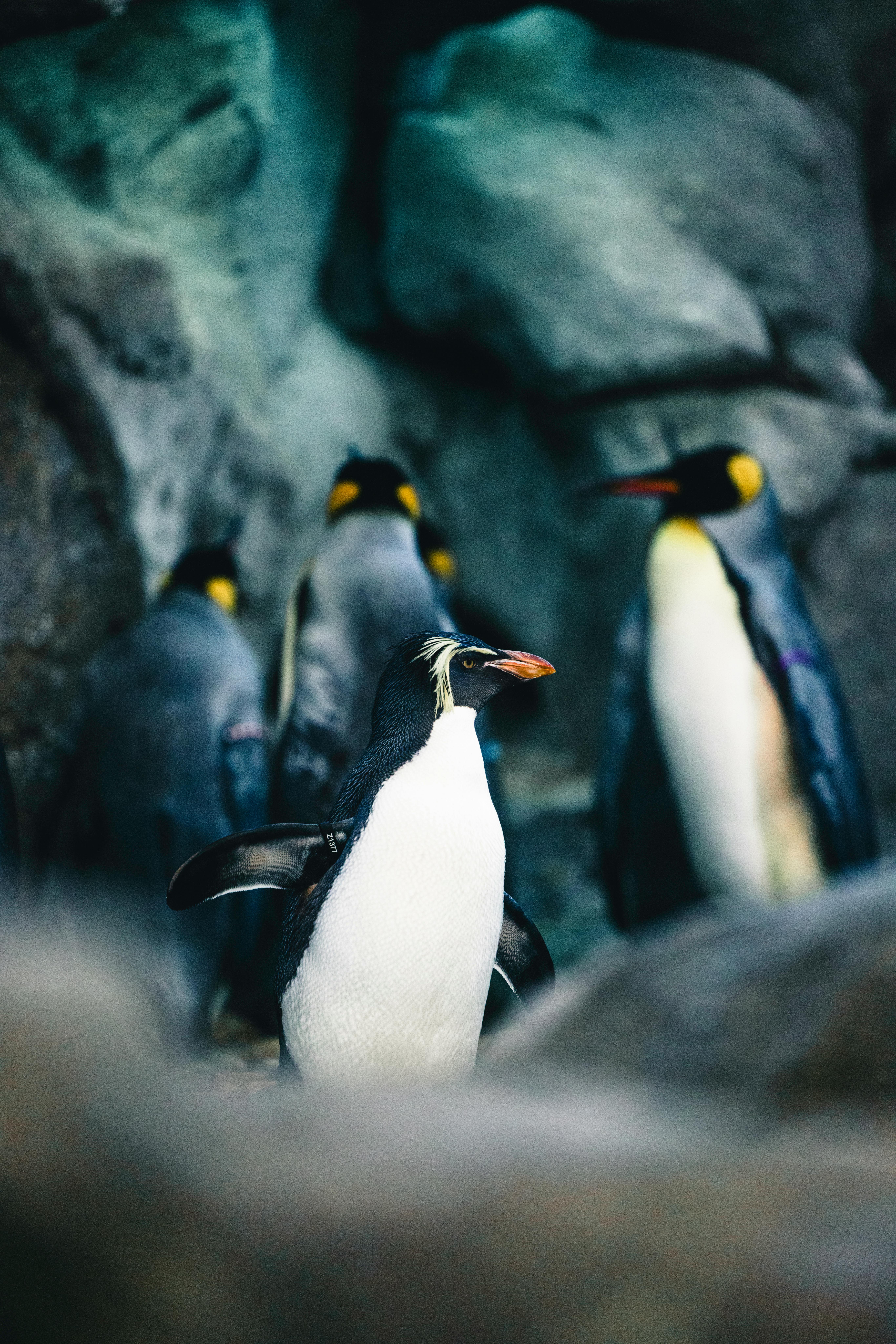 King Penguins in Nature · Free Stock Photo