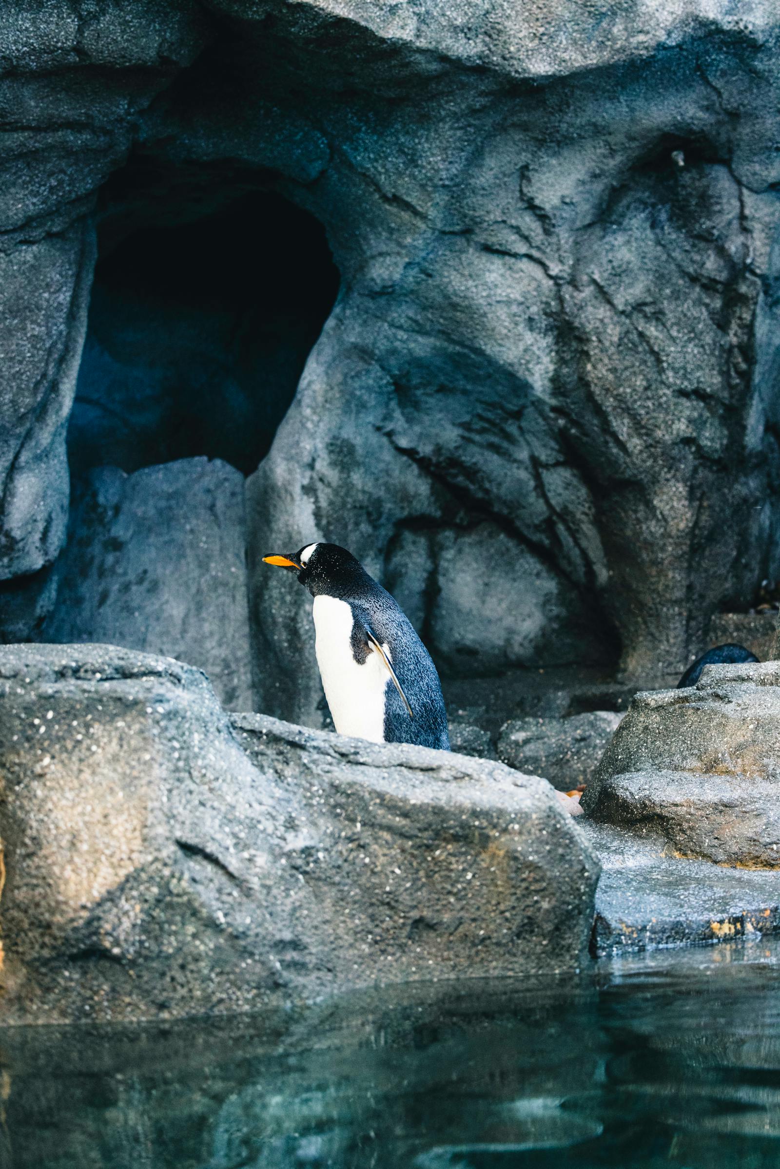 Emperor Penguin Huddle Photos, Download The BEST Free Emperor Penguin ...