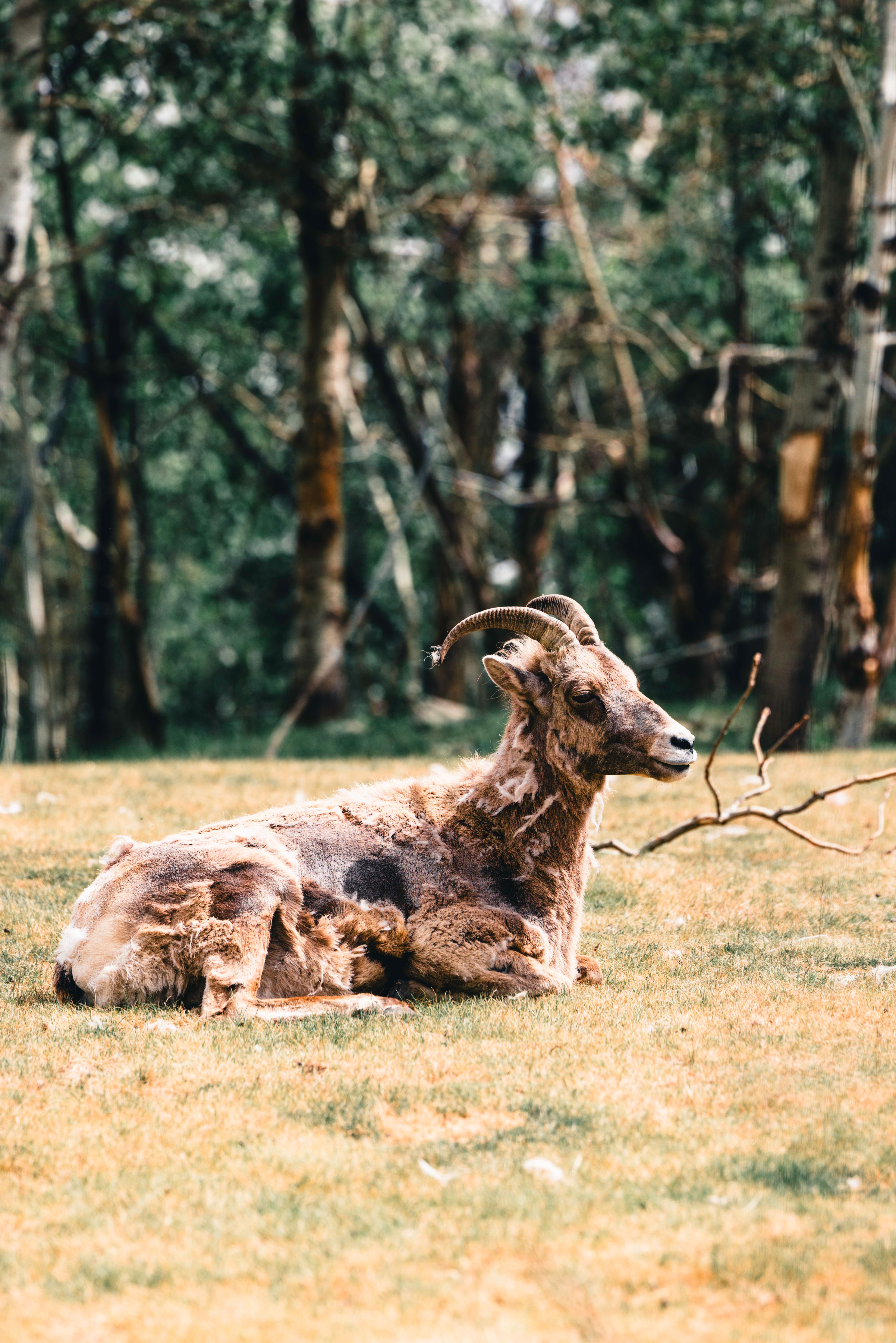 Goat Lying Down on Field in Forest · Free Stock Photo