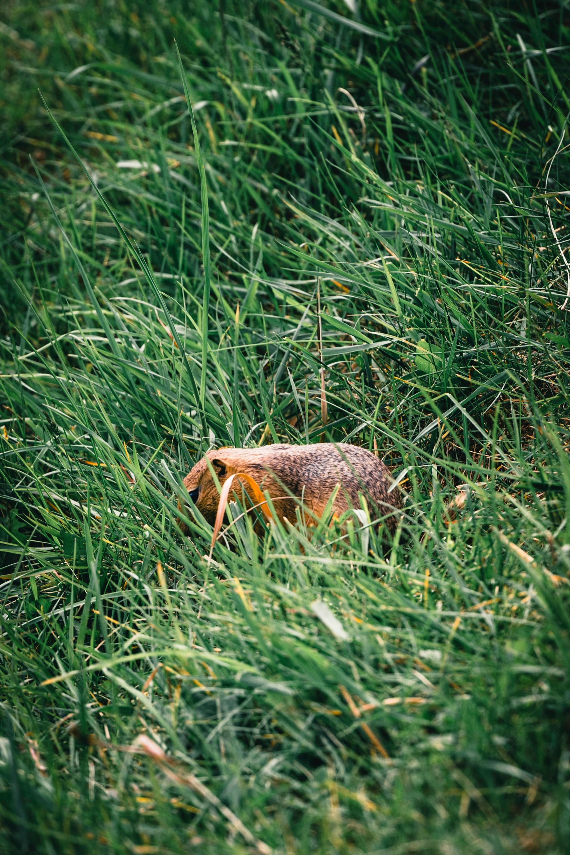 Groundhog Hidden between Tall Grass · Free Stock Photo