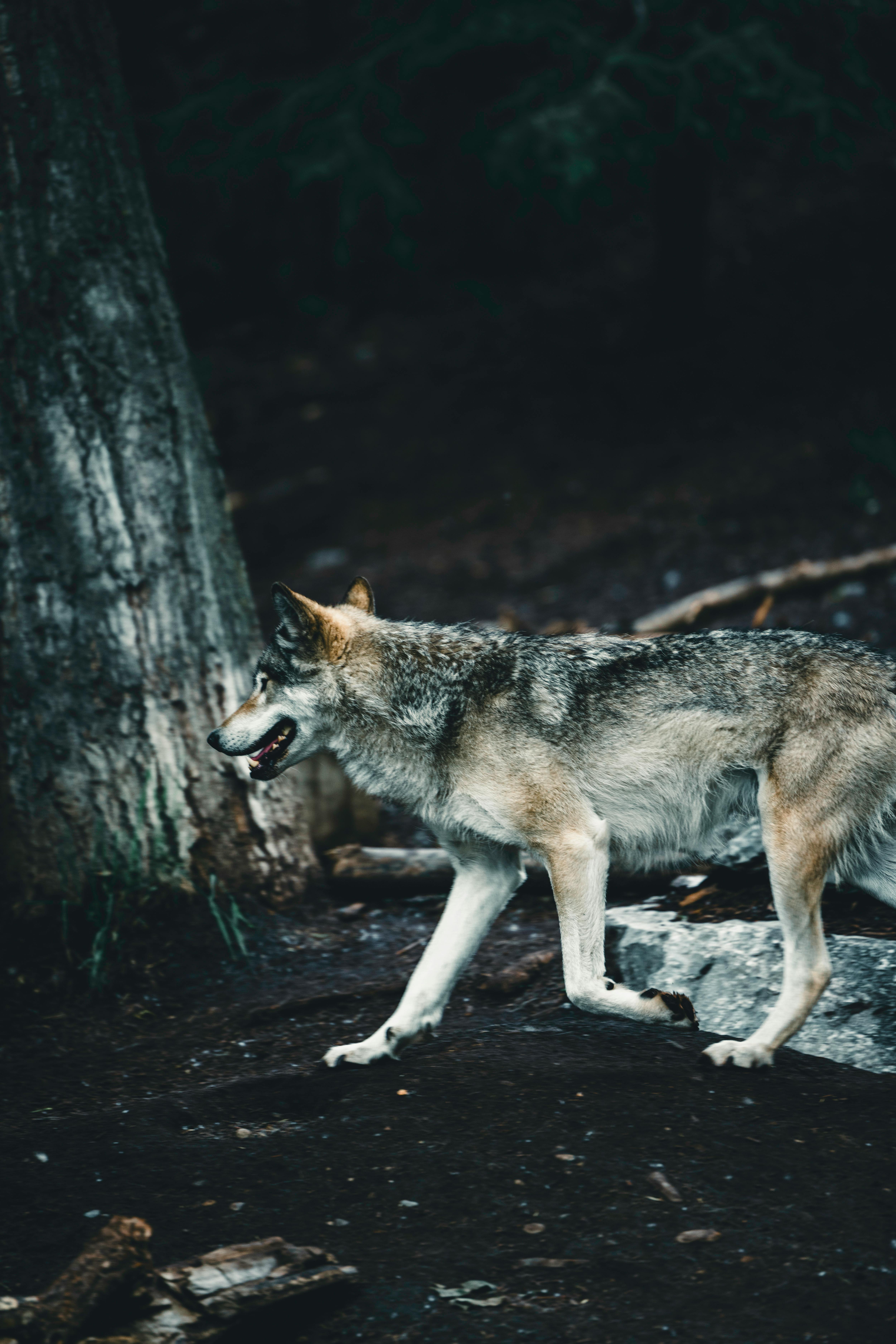 Wolf in Forest · Free Stock Photo