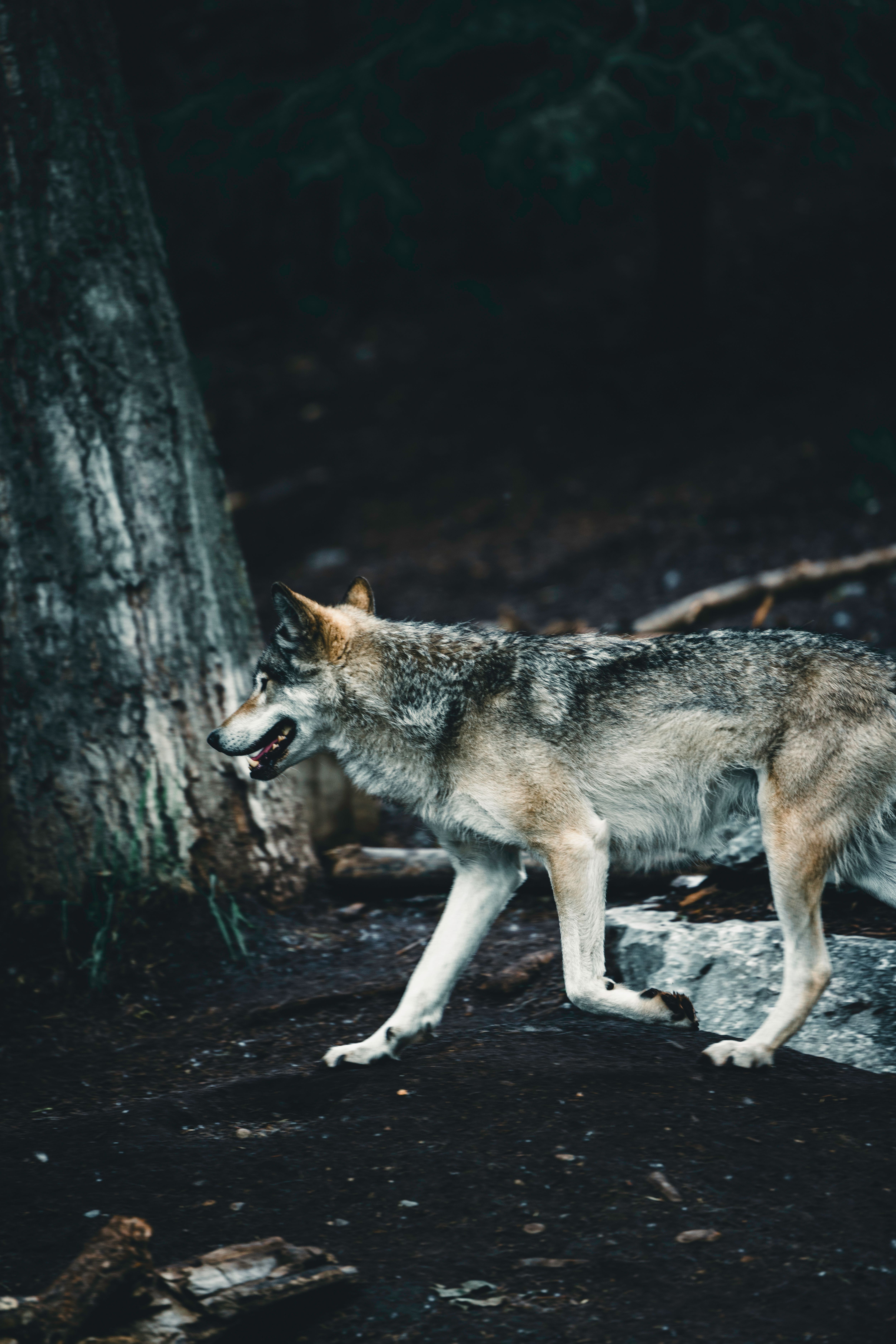 Foto de stock gratuita sobre al aire libre, alberta, animal salvaje ...