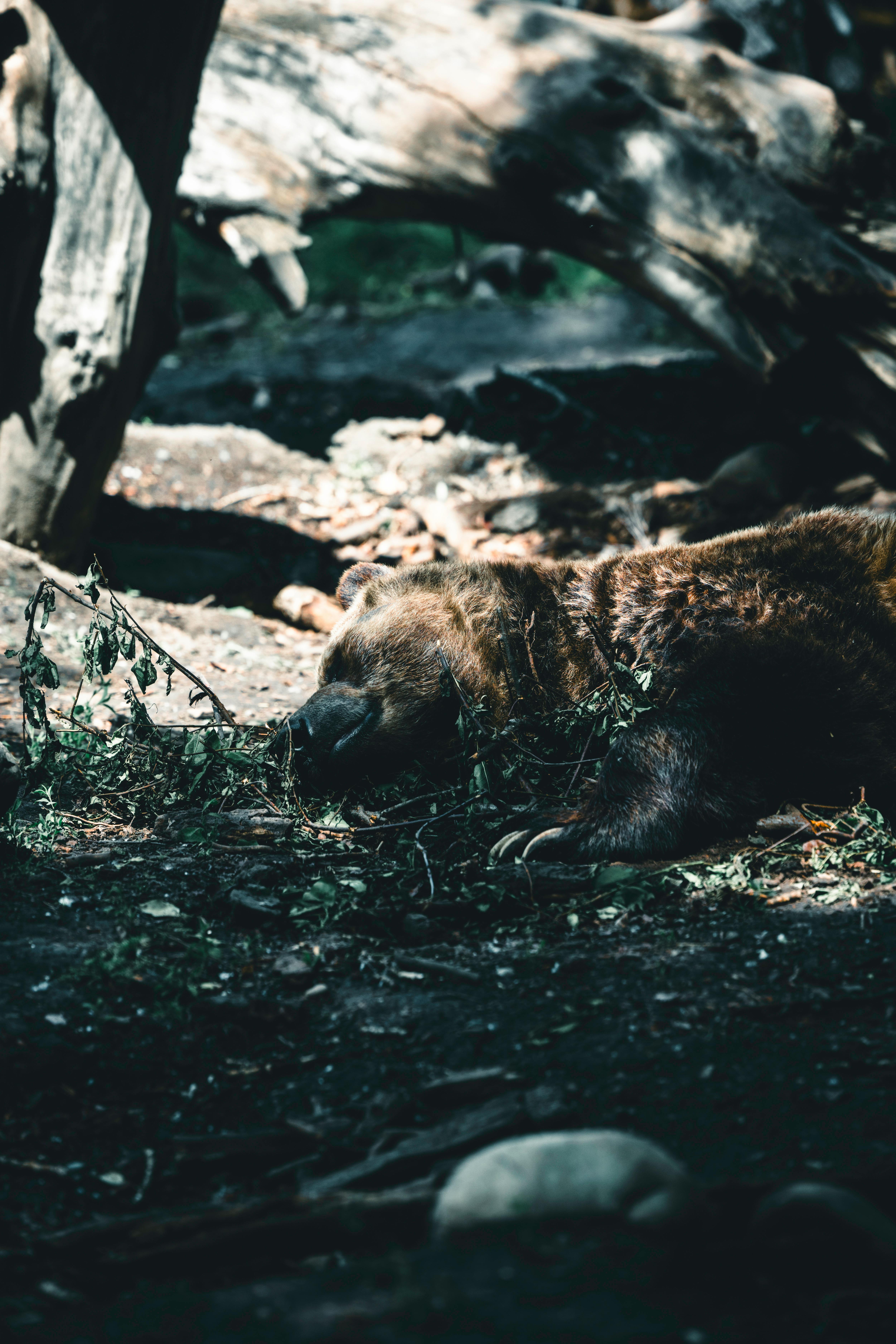 Bear Lying Down on Ground · Free Stock Photo