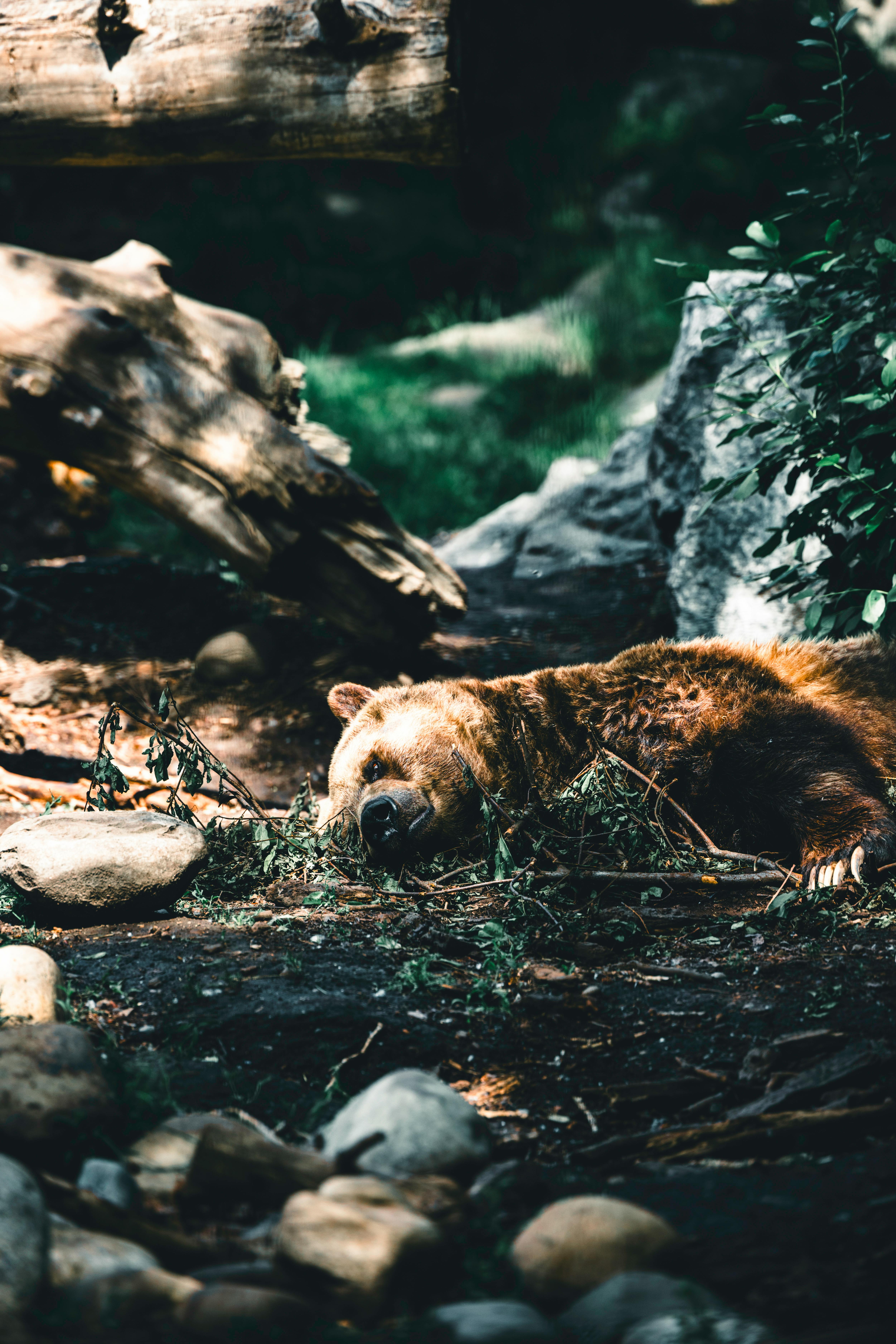 Bear Lying Down on Ground · Free Stock Photo