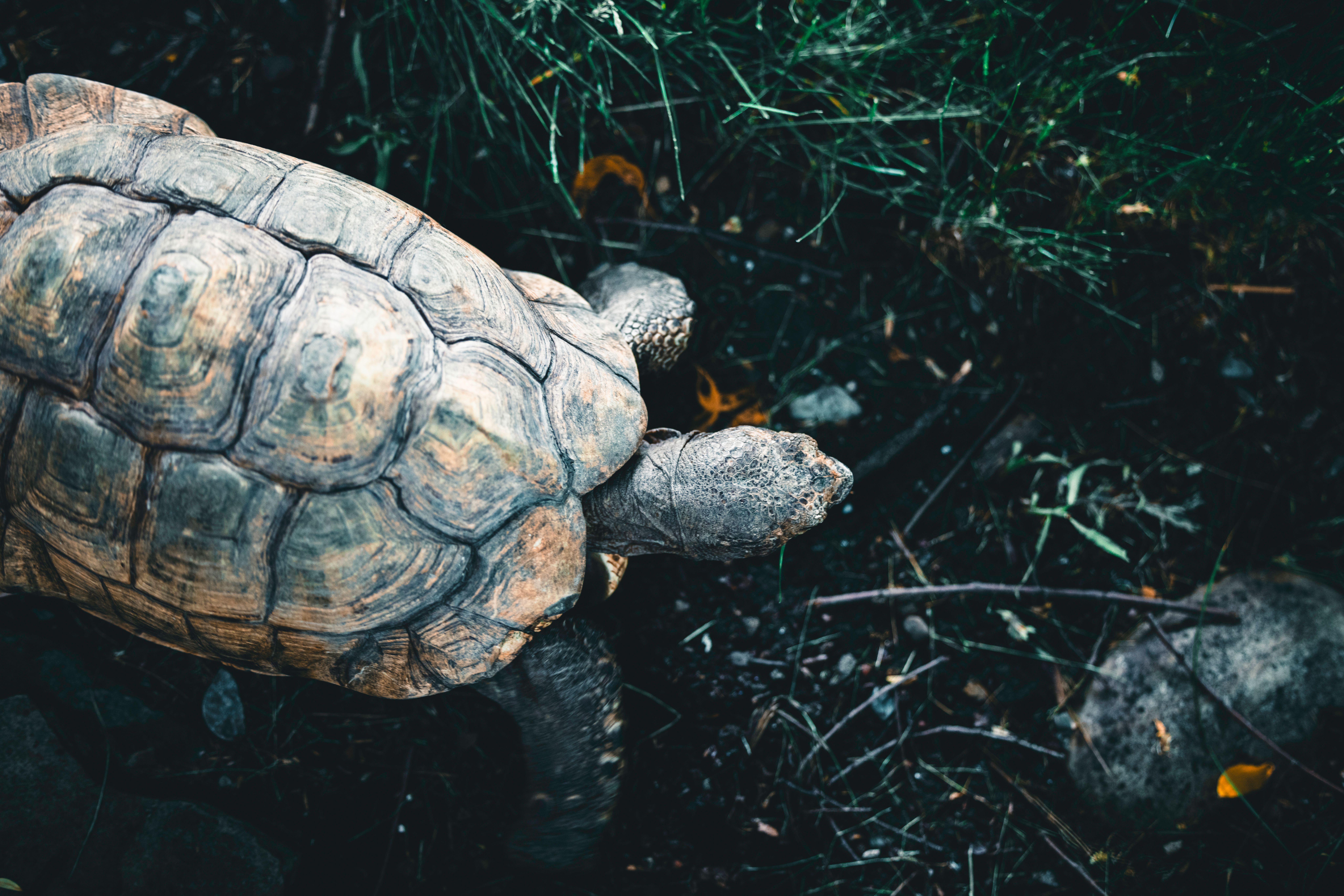 Calgary Zoo was an amazing experience · Free Stock Photo