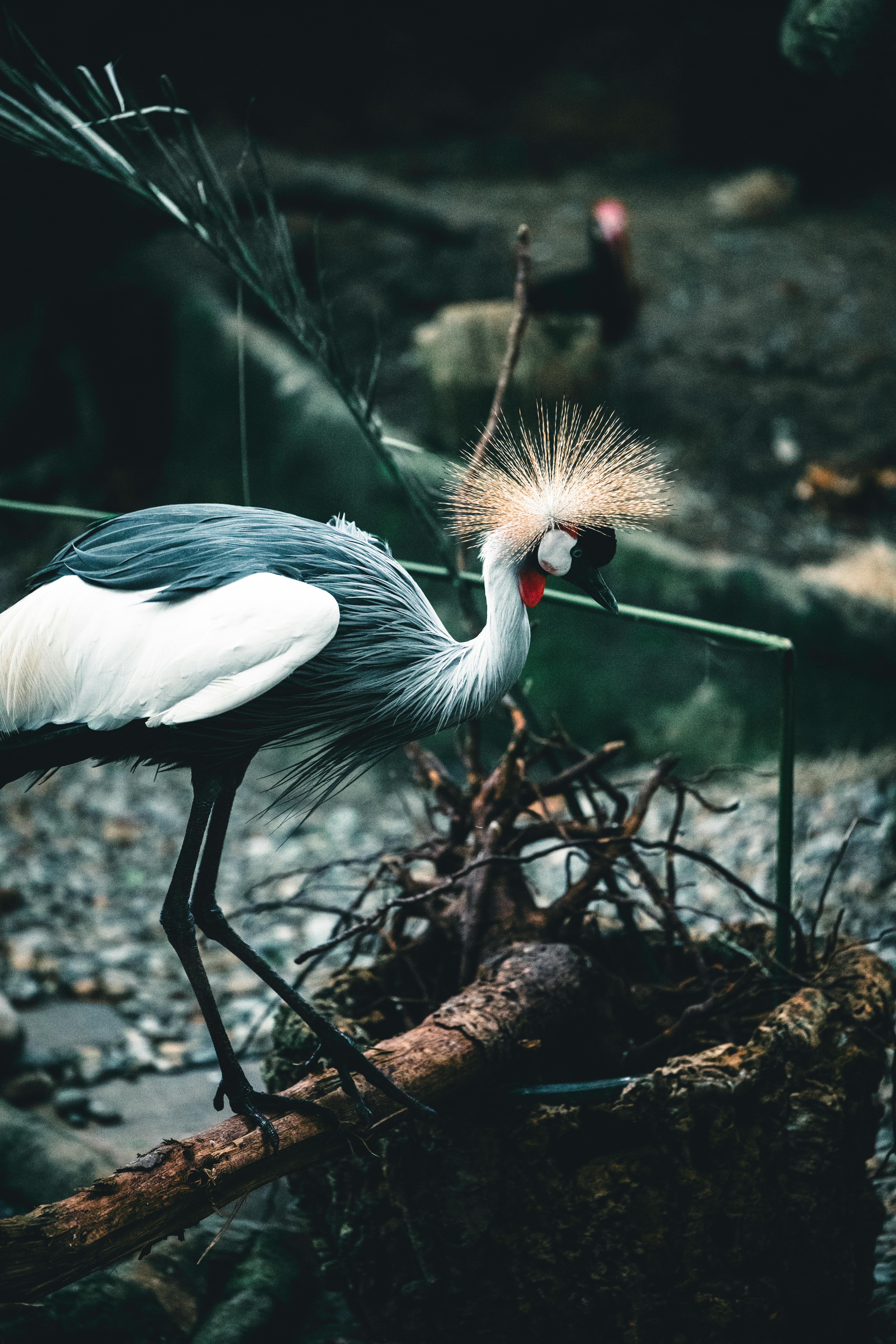 Grey Crowned Crane Bird Standing on Branch over River · Free Stock Photo