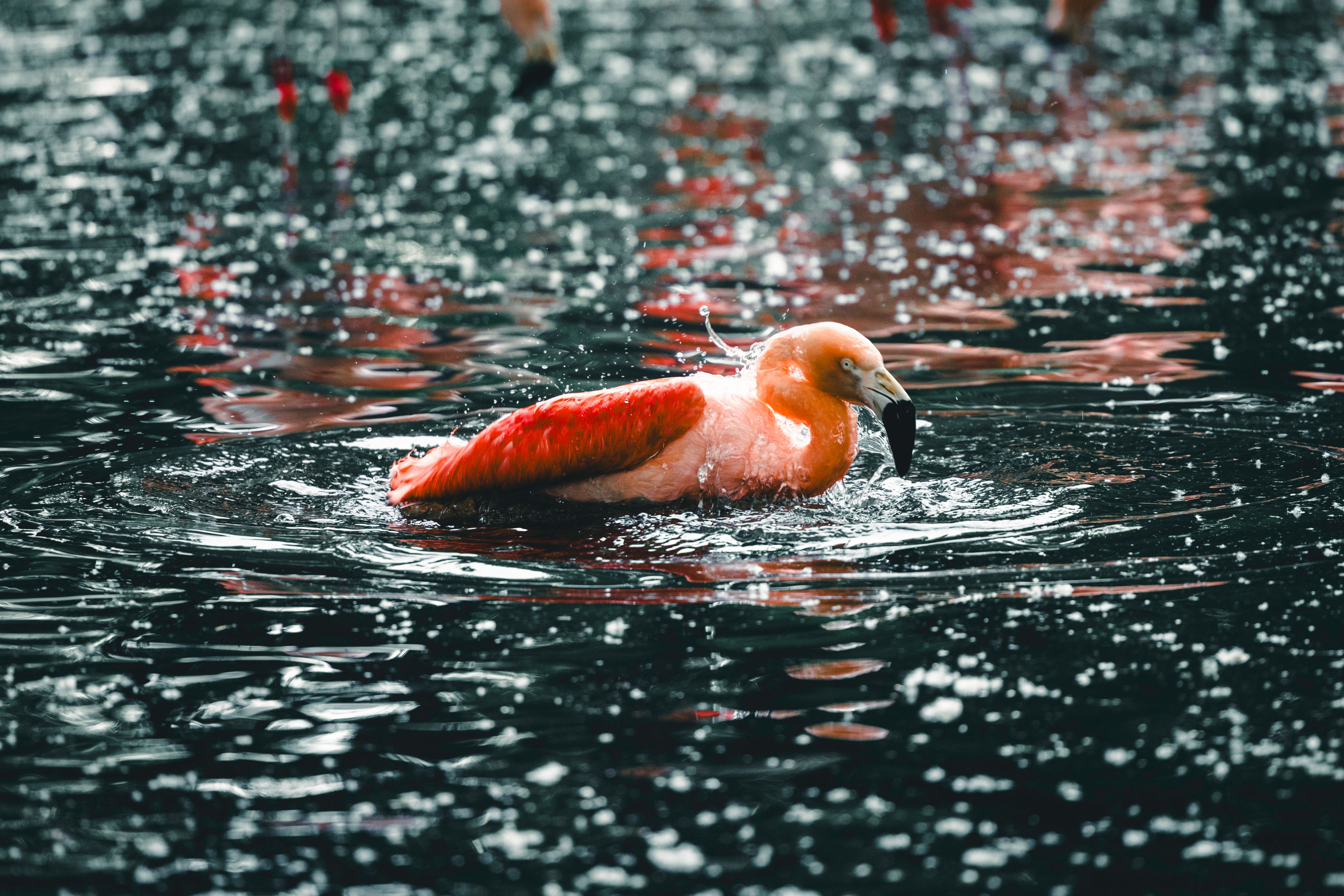 Flamingo in Water · Free Stock Photo