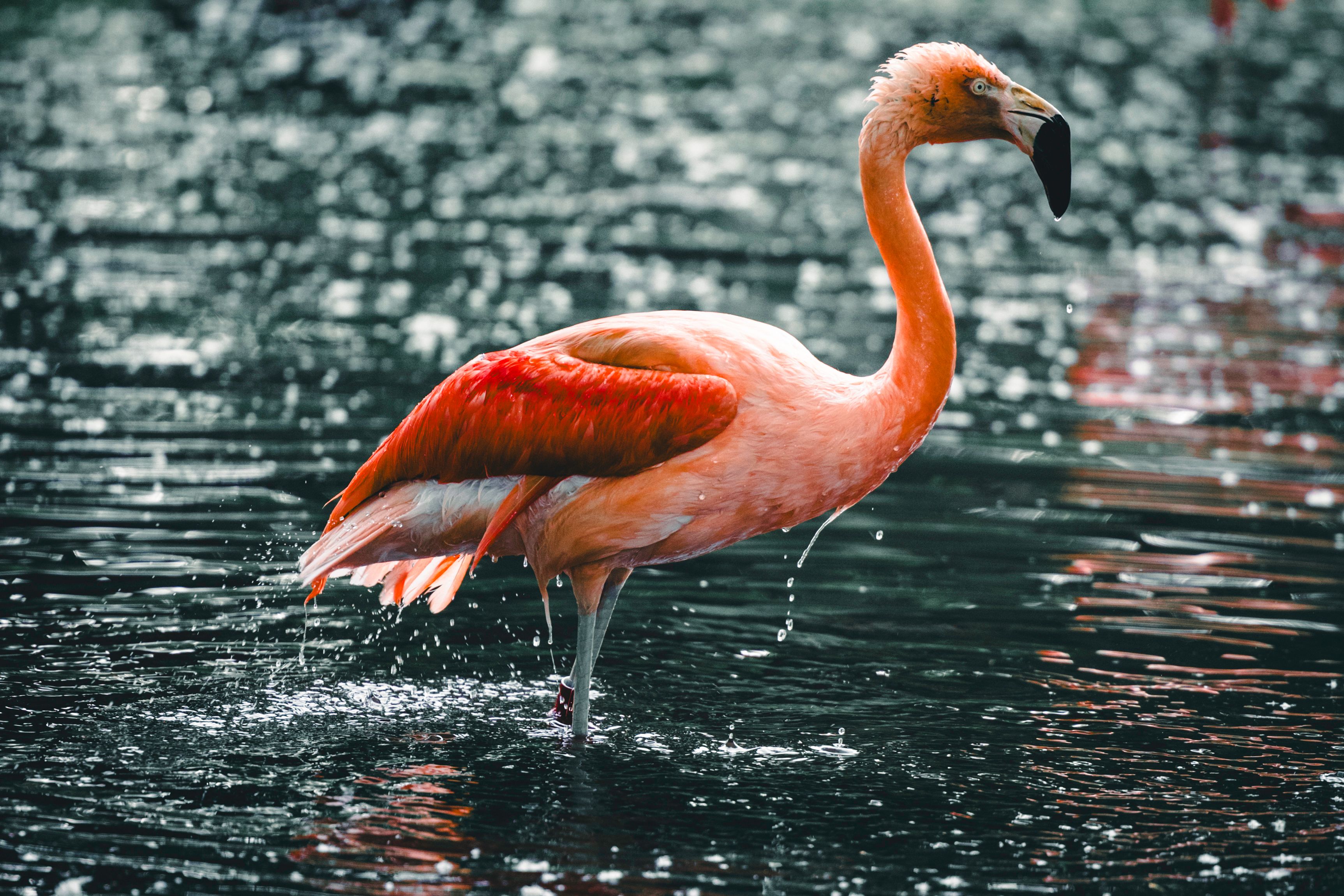 Flamingo in Water · Free Stock Photo