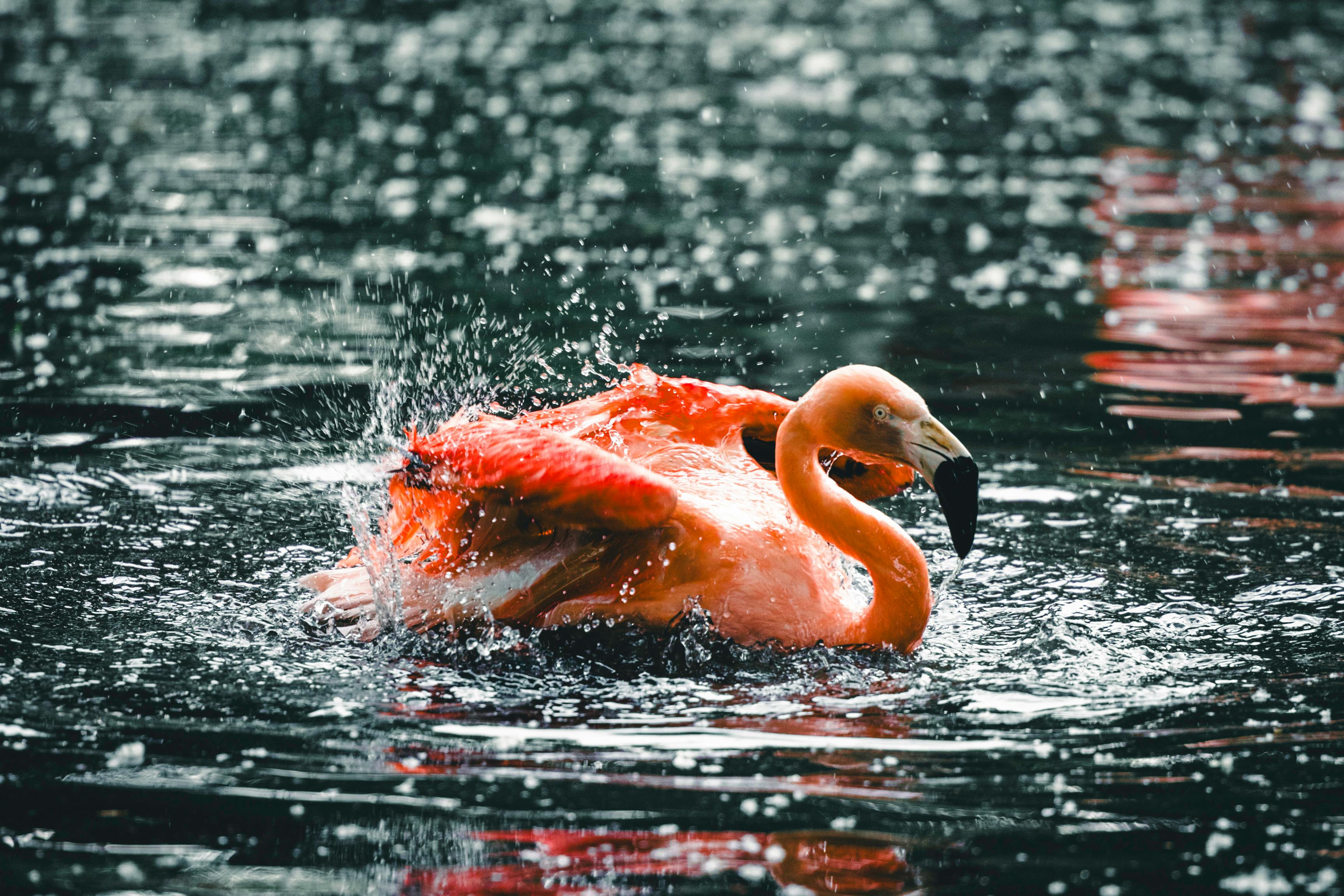 American Flamingo Swimming on Water Splashing · Free Stock Photo
