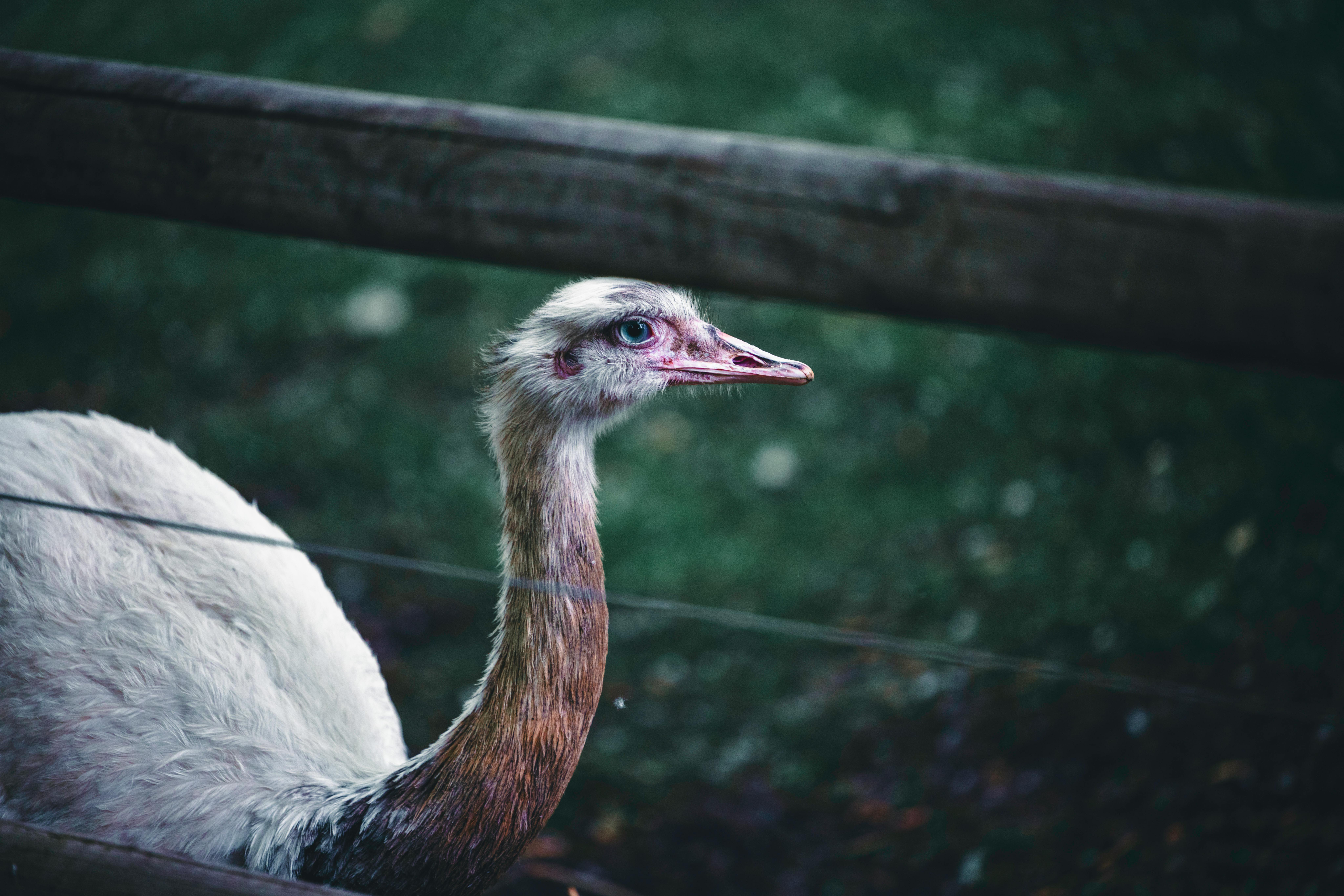 Young Greater Rhea Standing by the Fence · Free Stock Photo