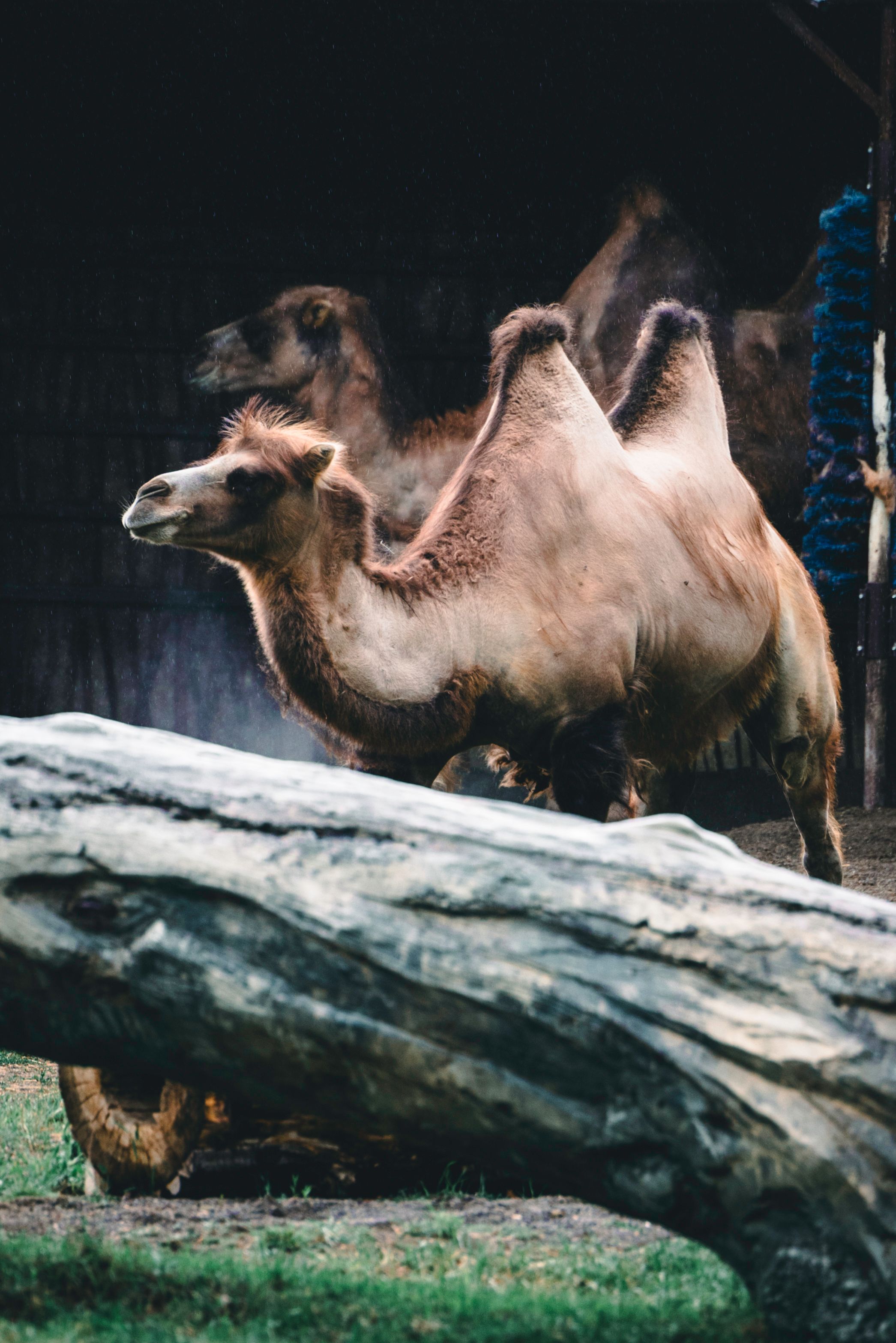 Camels Walking in Zoo Pen · Free Stock Photo