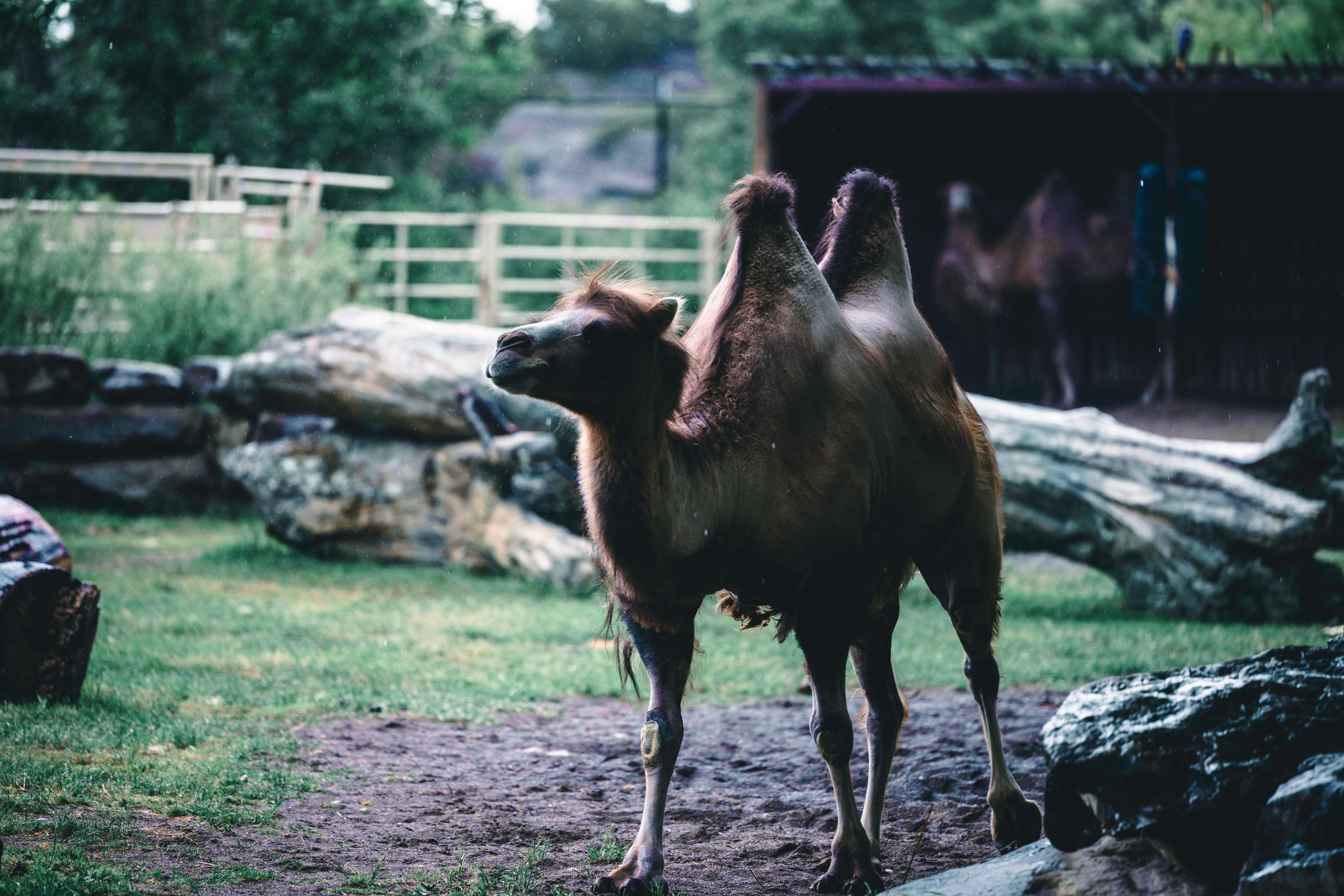 Calgary Zoo was an amazing experience · Free Stock Photo