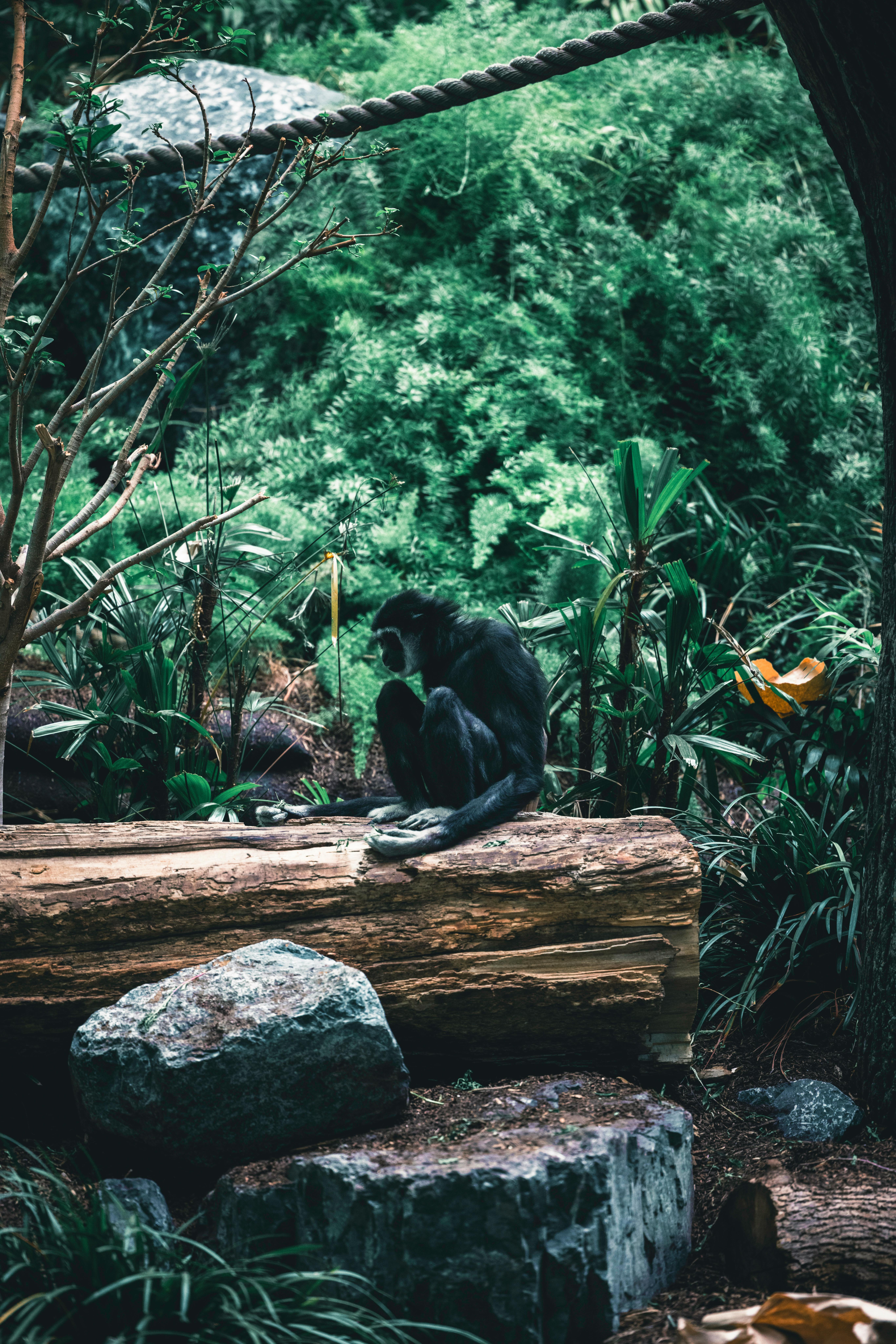 Siamang Monkey in Forest · Free Stock Photo