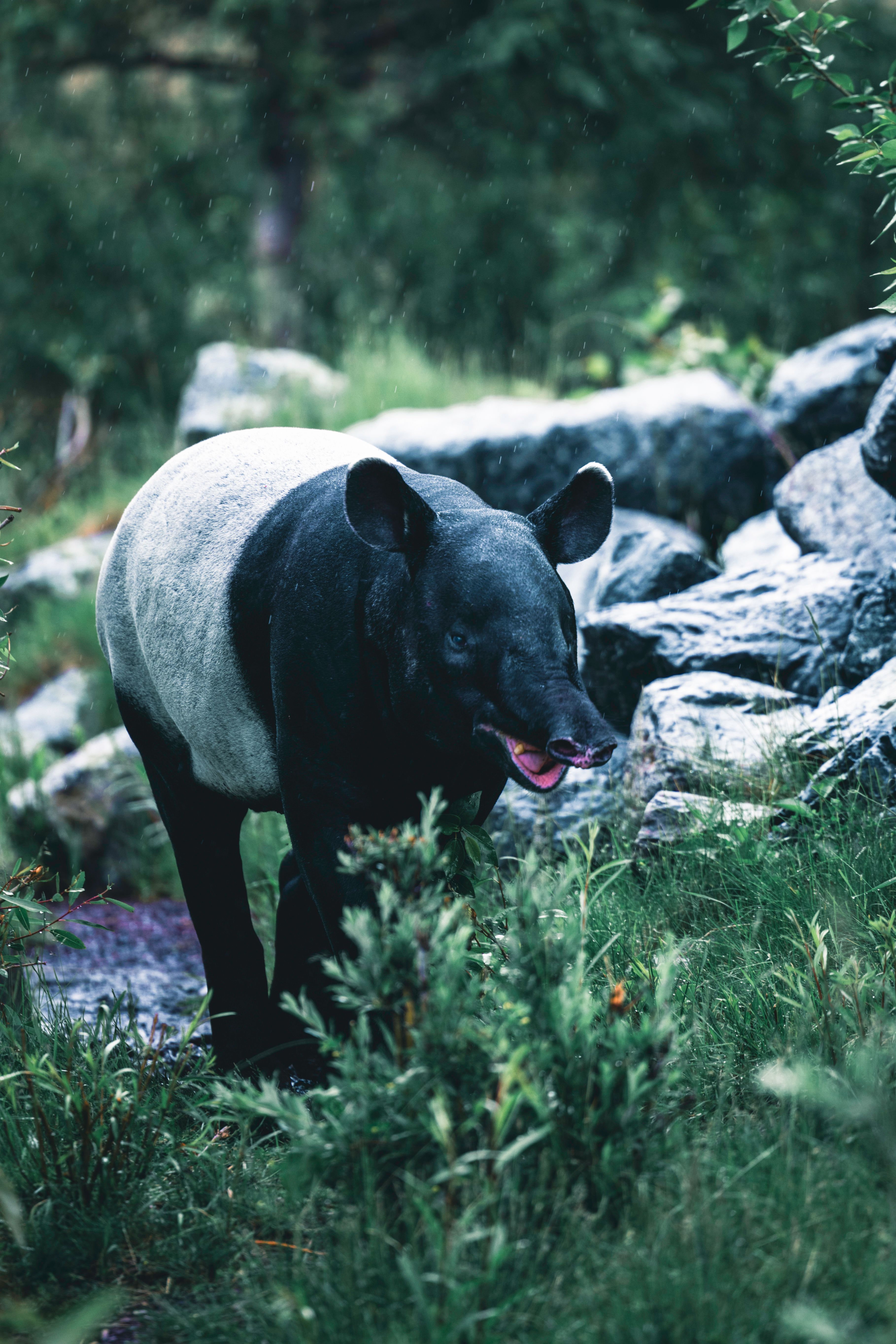 Malayan Tapir Walking in the Rain · Free Stock Photo